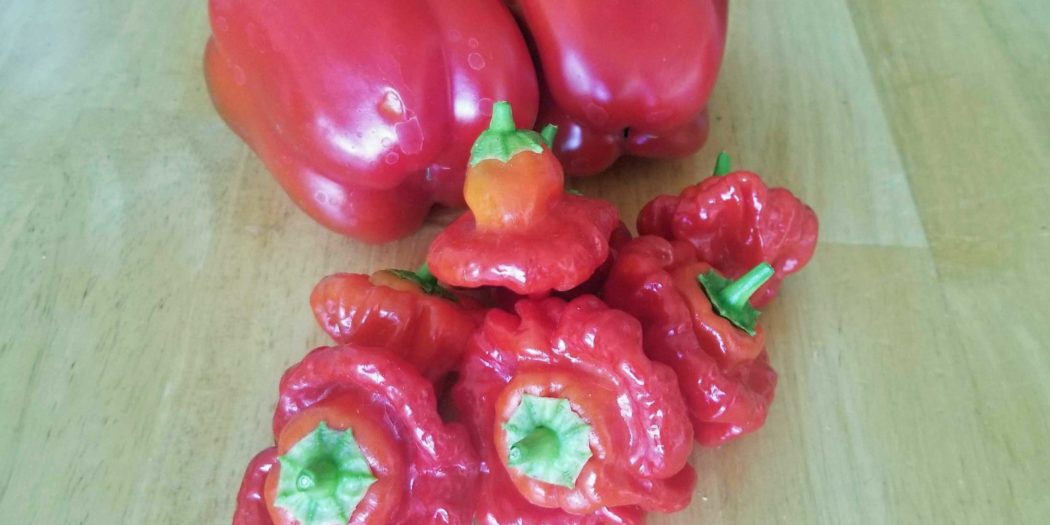 Scotch Bonnet Chili Peppers – Sunnyvale-Garden