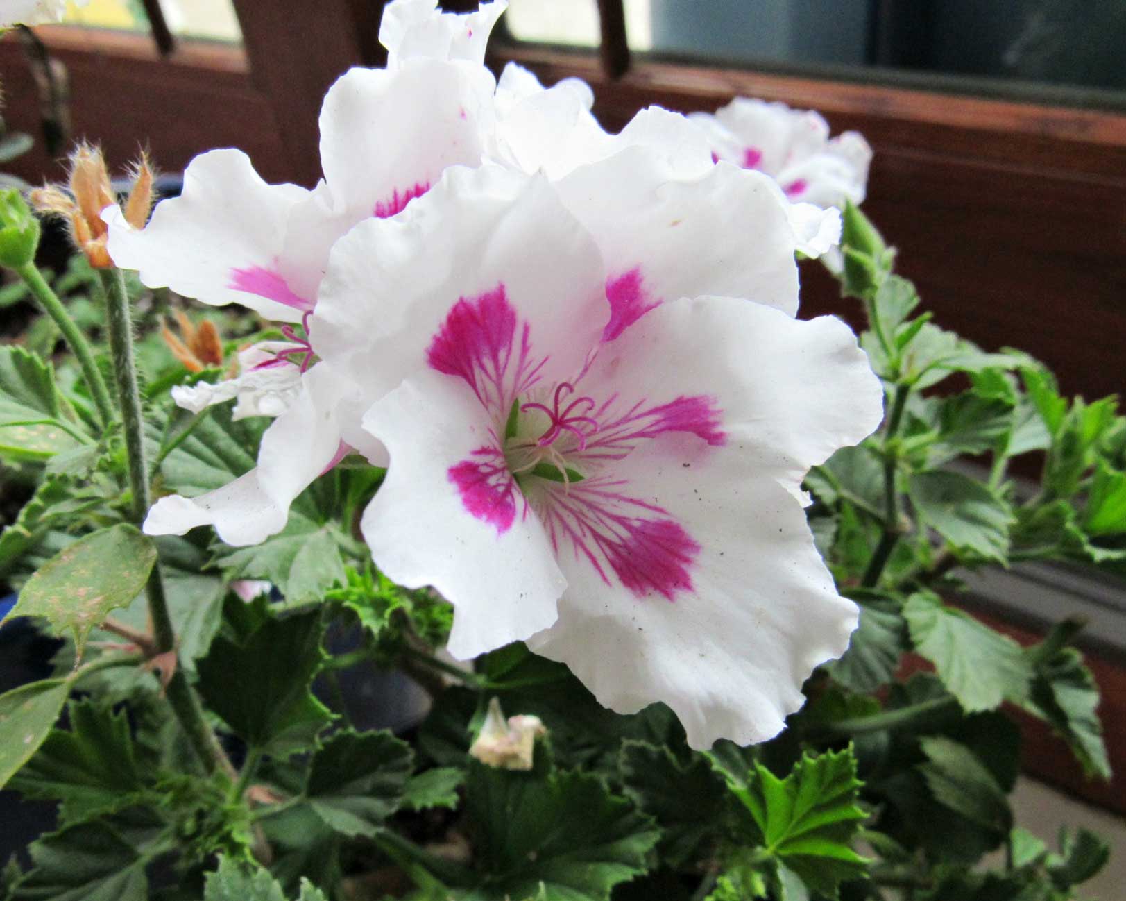 Martha Washington Geranium – Sunnyvale-Garden
