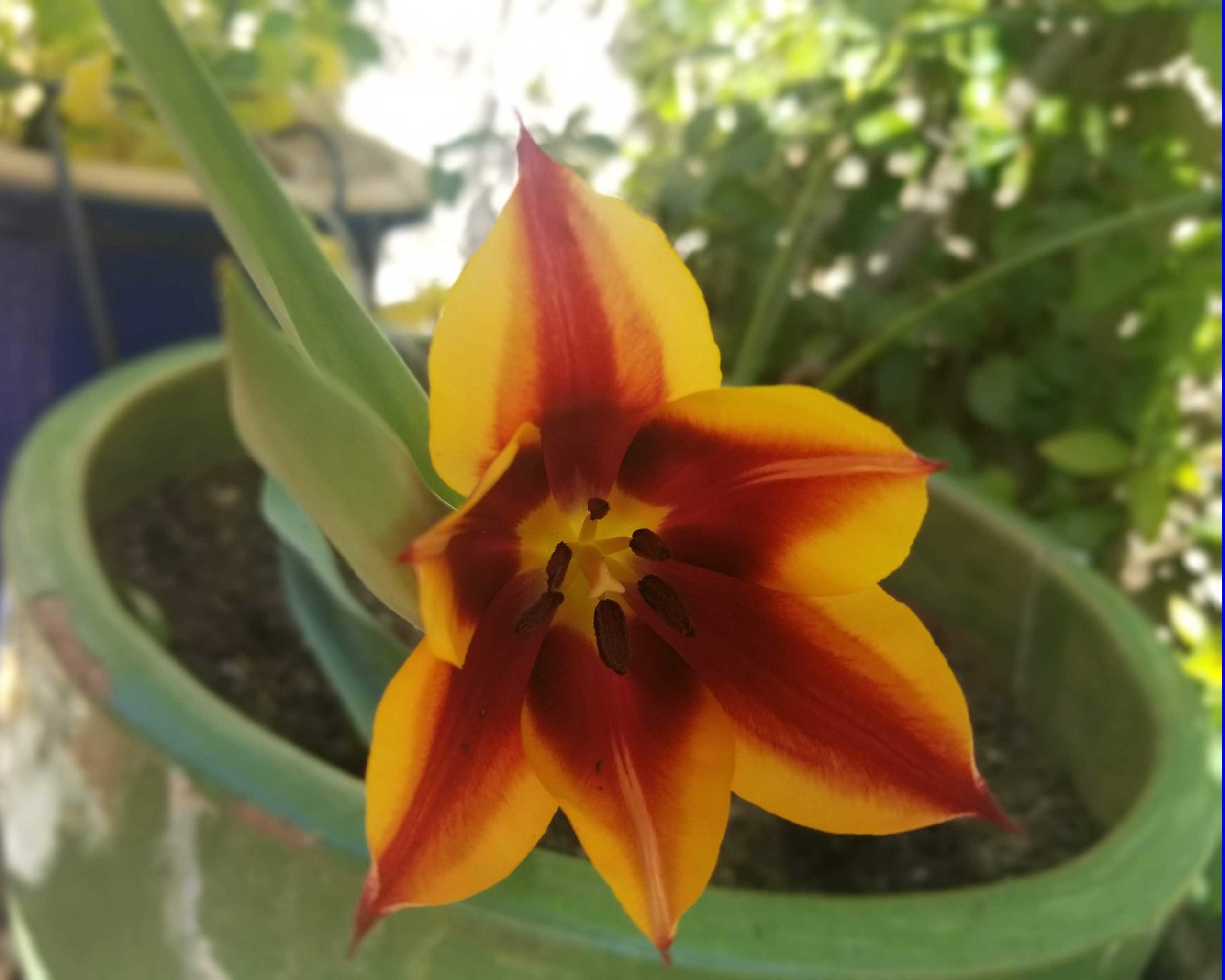 Wild Tulips – Sunnyvale-Garden