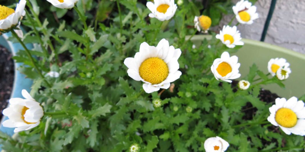 Feverfew – Sunnyvale-Garden