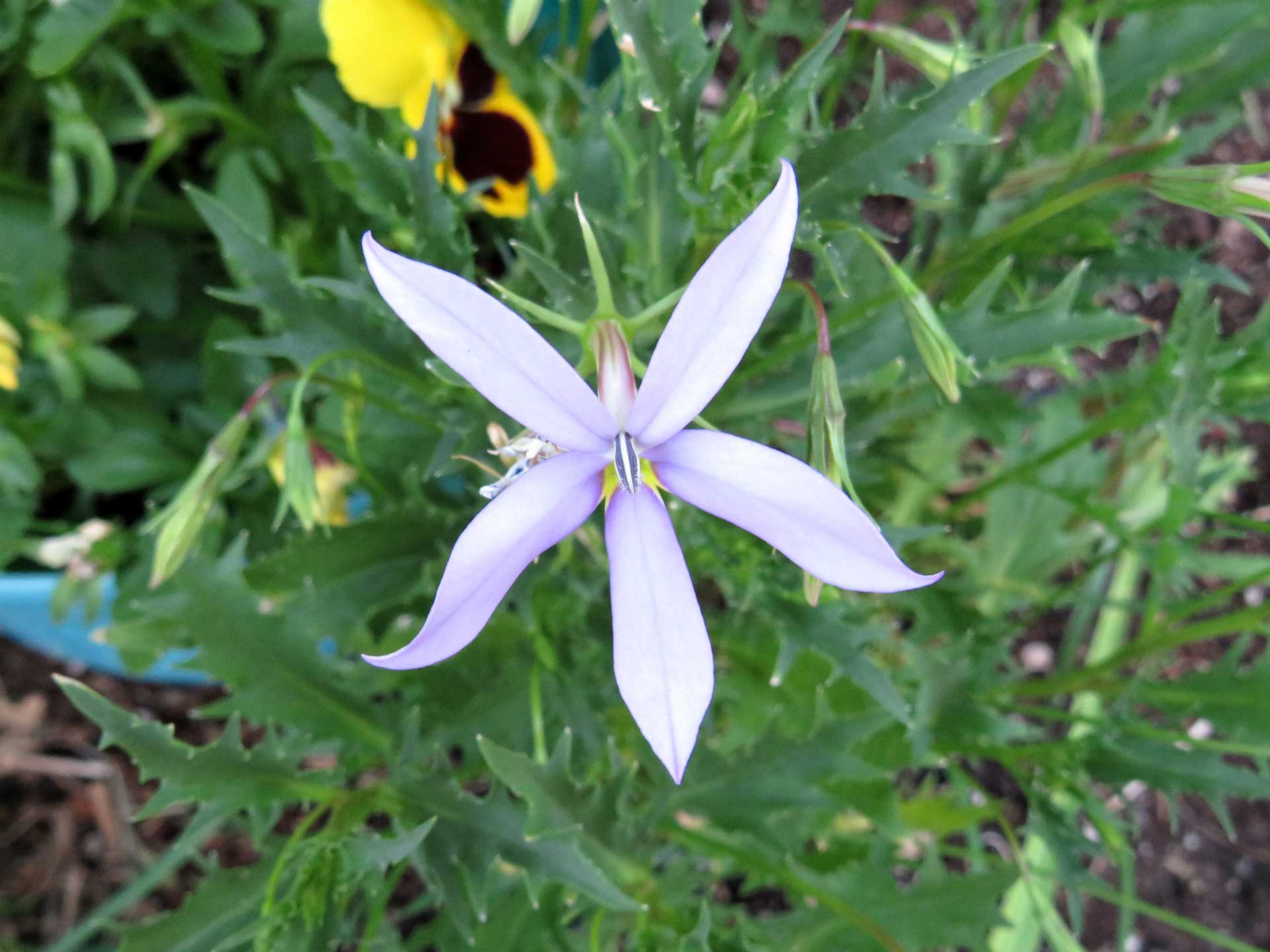 Isotoma Starshine Blue – Sunnyvale-Garden