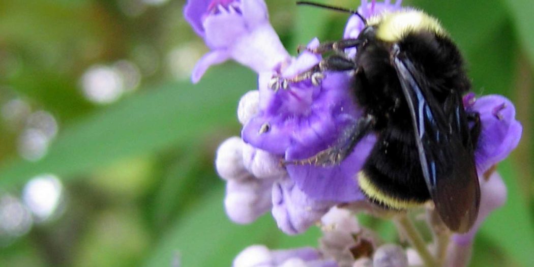 Yellow-faced Bumblebee – Sunnyvale-Garden