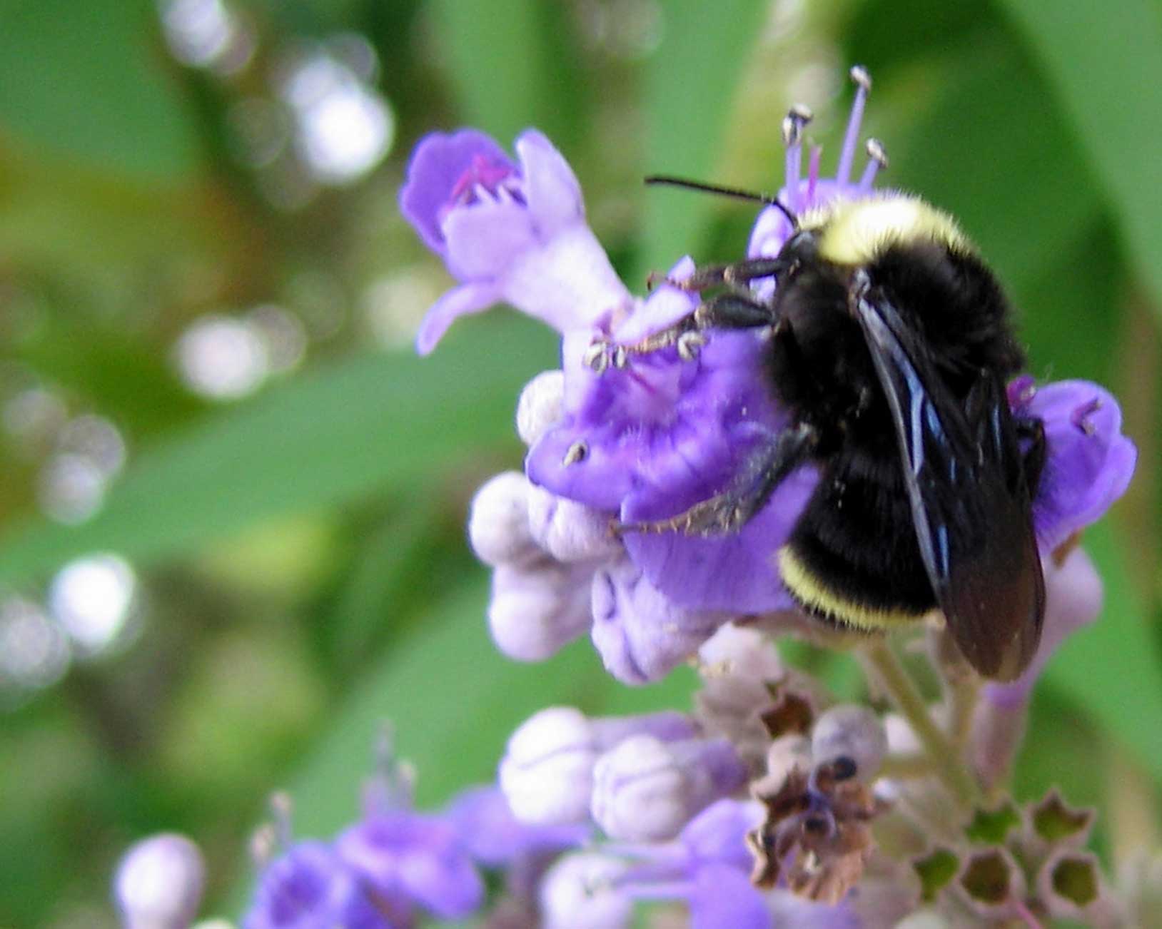 Yellow-faced Bumblebee – Sunnyvale-Garden