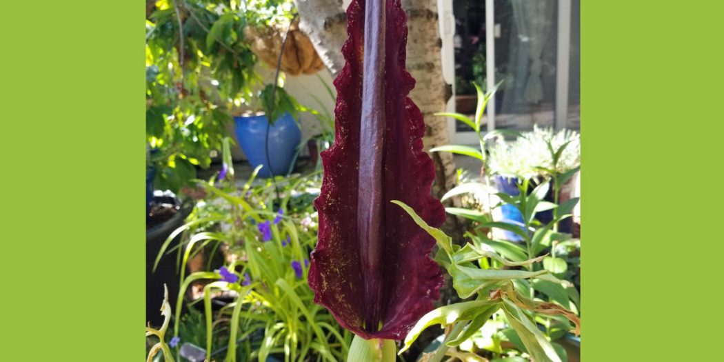 Voodoo Lily – Sunnyvale-Garden