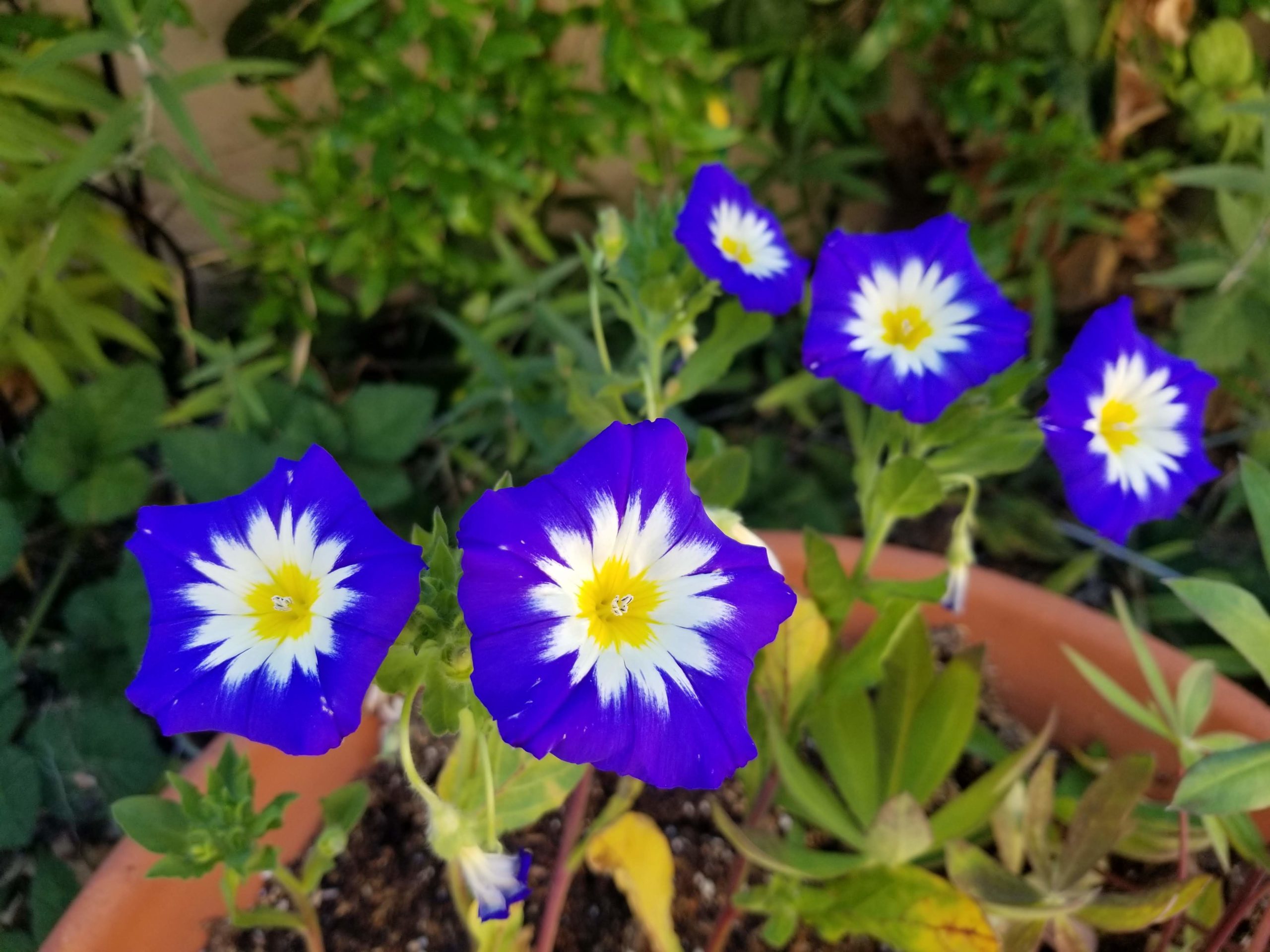 Convolvulus tricolor – Blue Ensign – Sunnyvale-Garden