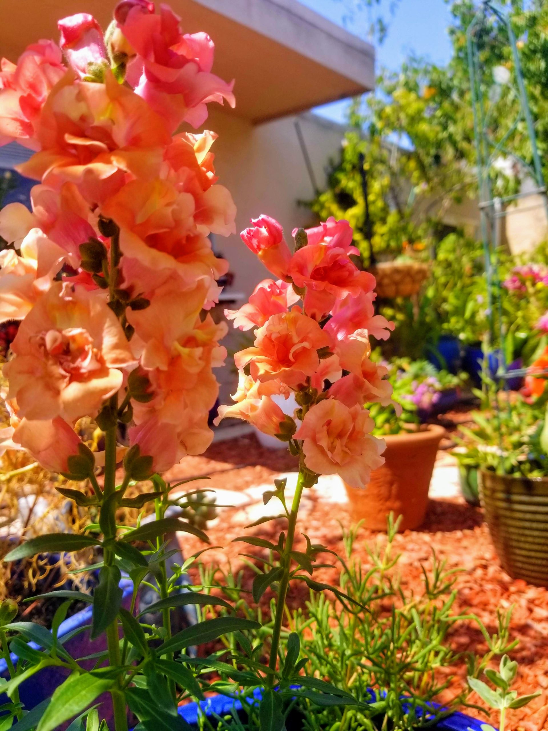 Snapdragon – Sunnyvale-Garden