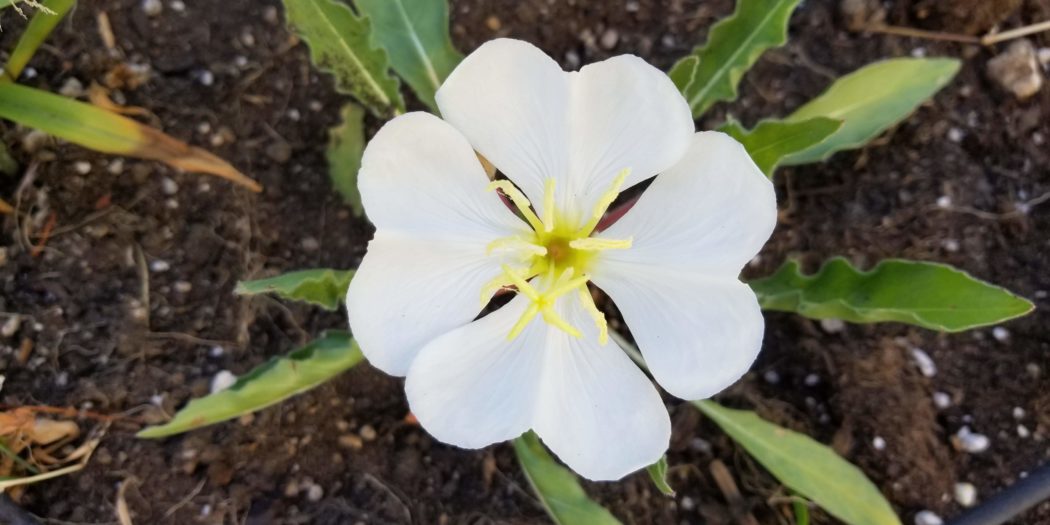 Tufted Evening Primrose – Sunnyvale-Garden