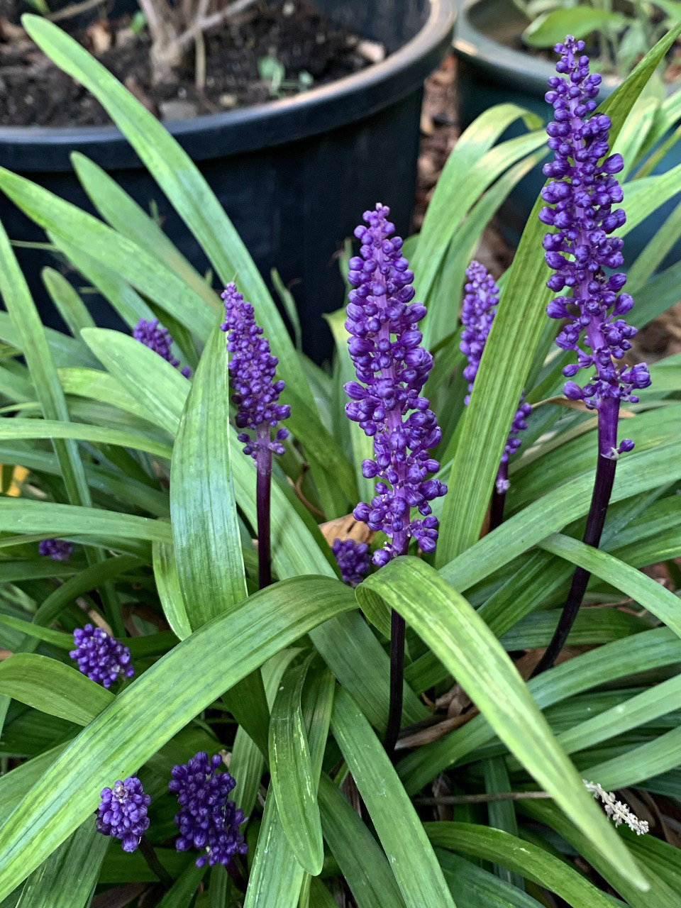 Lilyturf – Sunnyvale-Garden