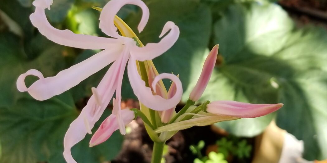 Cape Flower – Sunnyvale-Garden