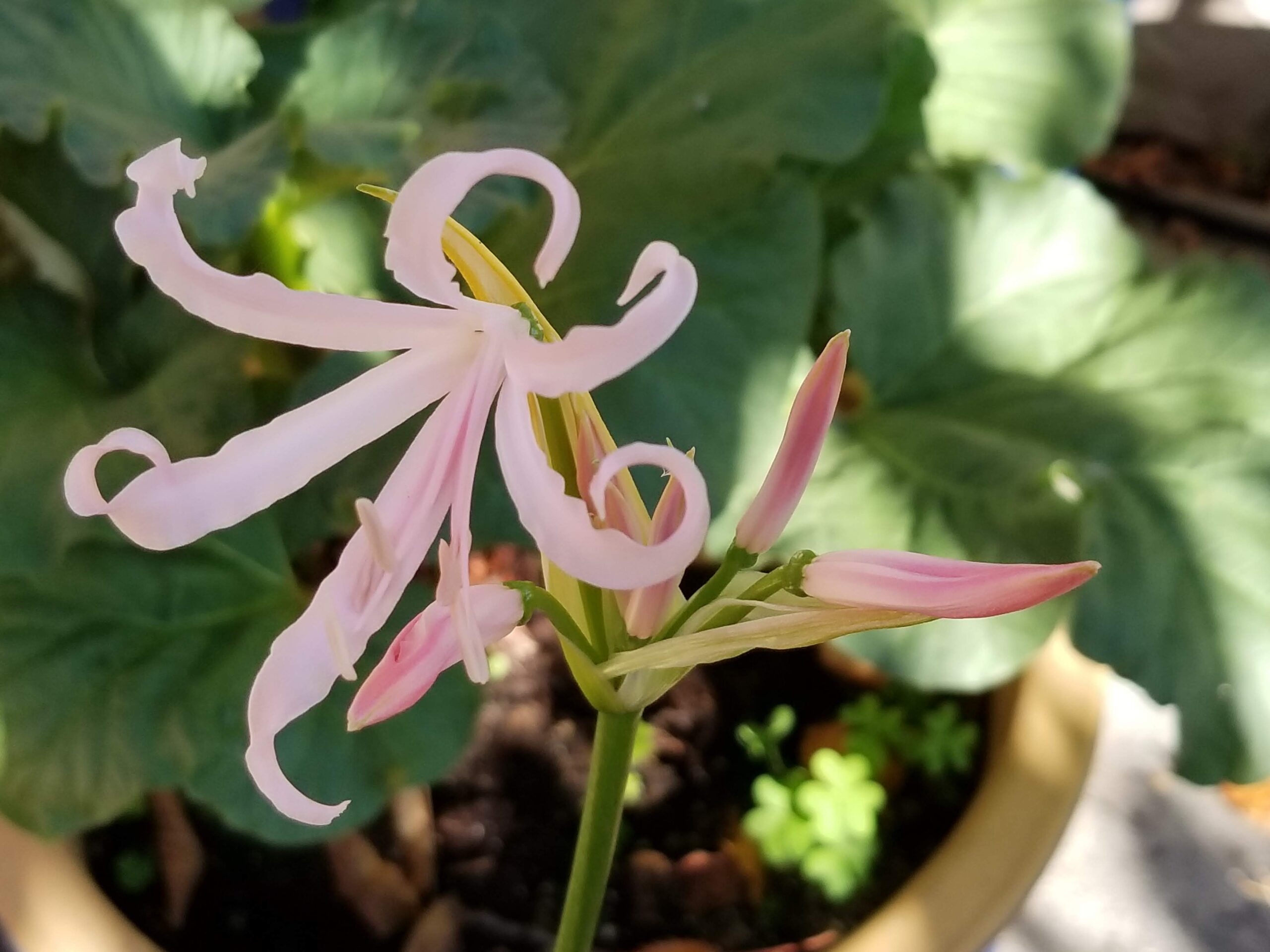 Cape Flower – Sunnyvale-Garden