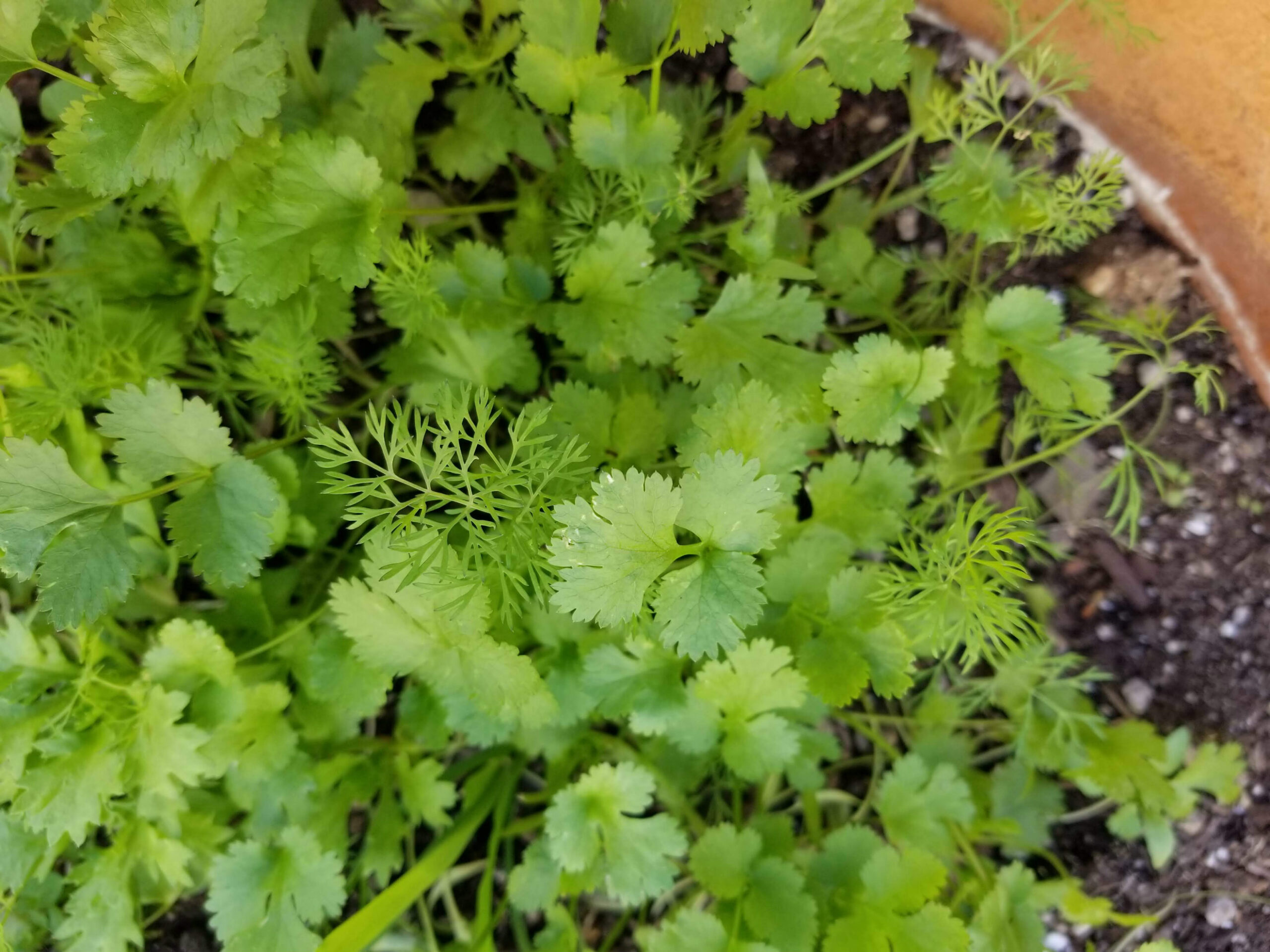 Cilantro – Caribe – Sunnyvale-Garden
