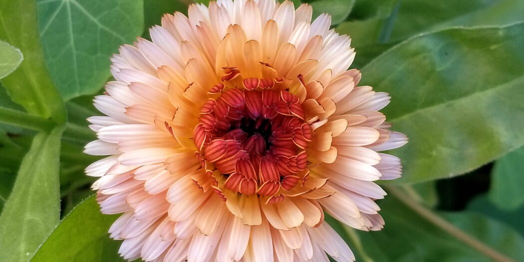 Strawberry Blonde Calendula – Sunnyvale-Garden