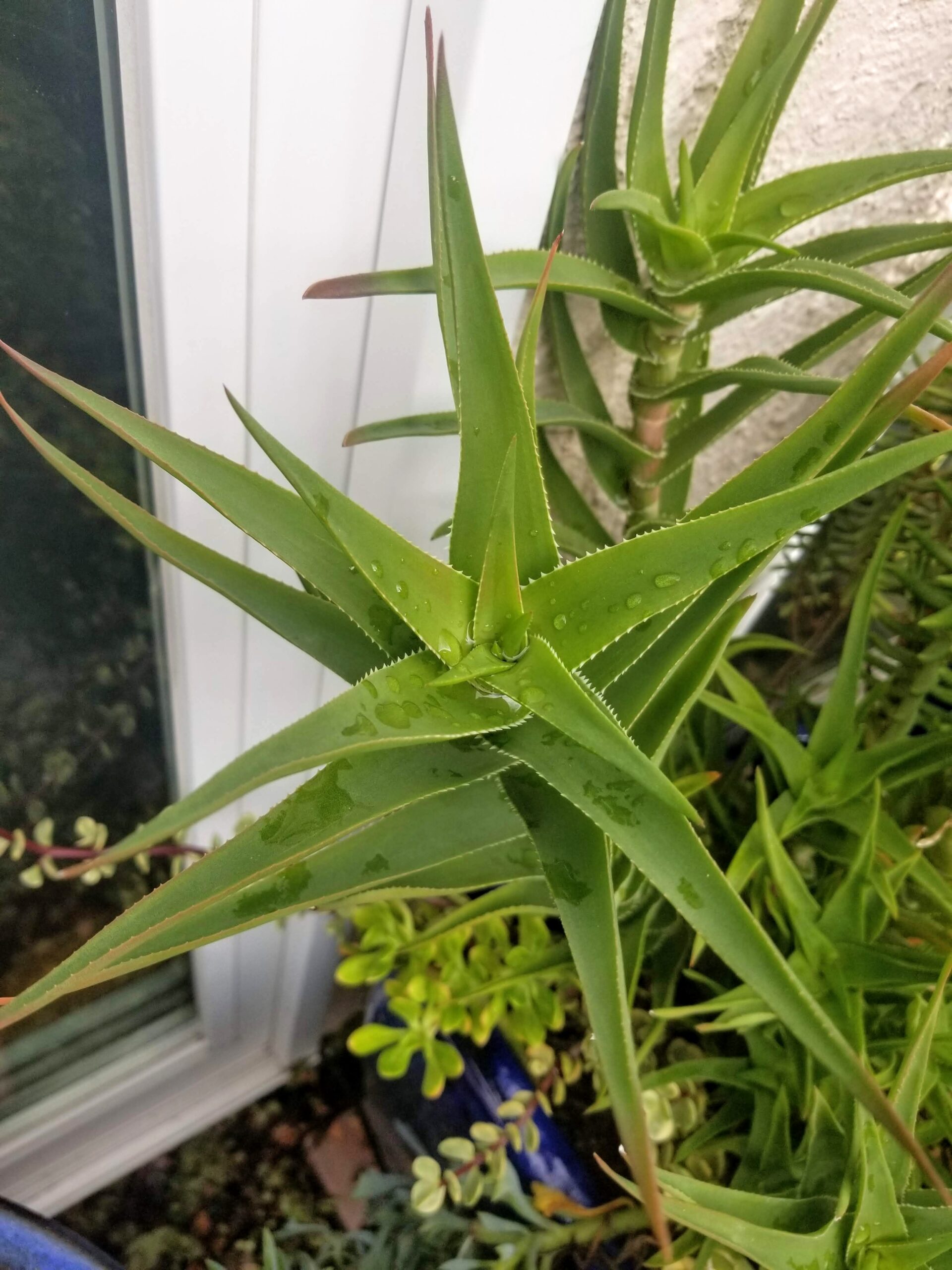 Climbing Aloe – Sunnyvale-Garden