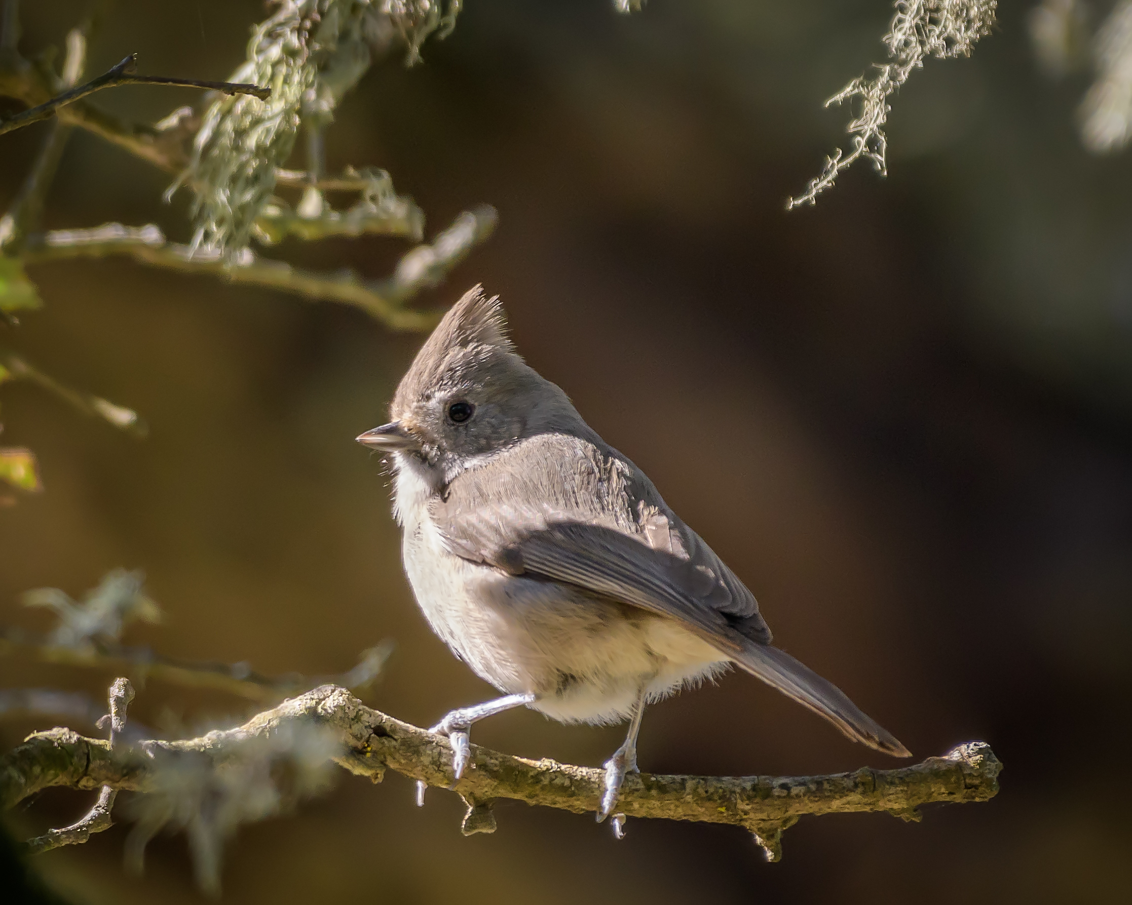 Oak Titmouse – Sunnyvale-Garden