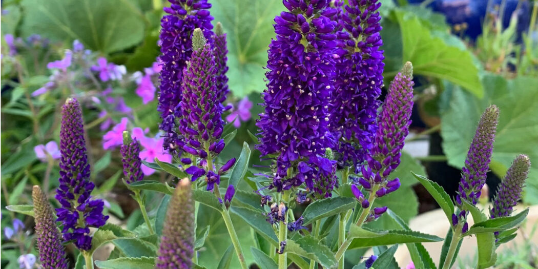 Veronica – Sunnyvale-Garden