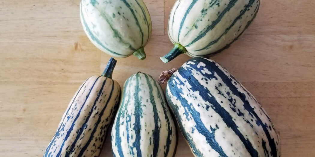 Delicata Squash – Sunnyvale-Garden