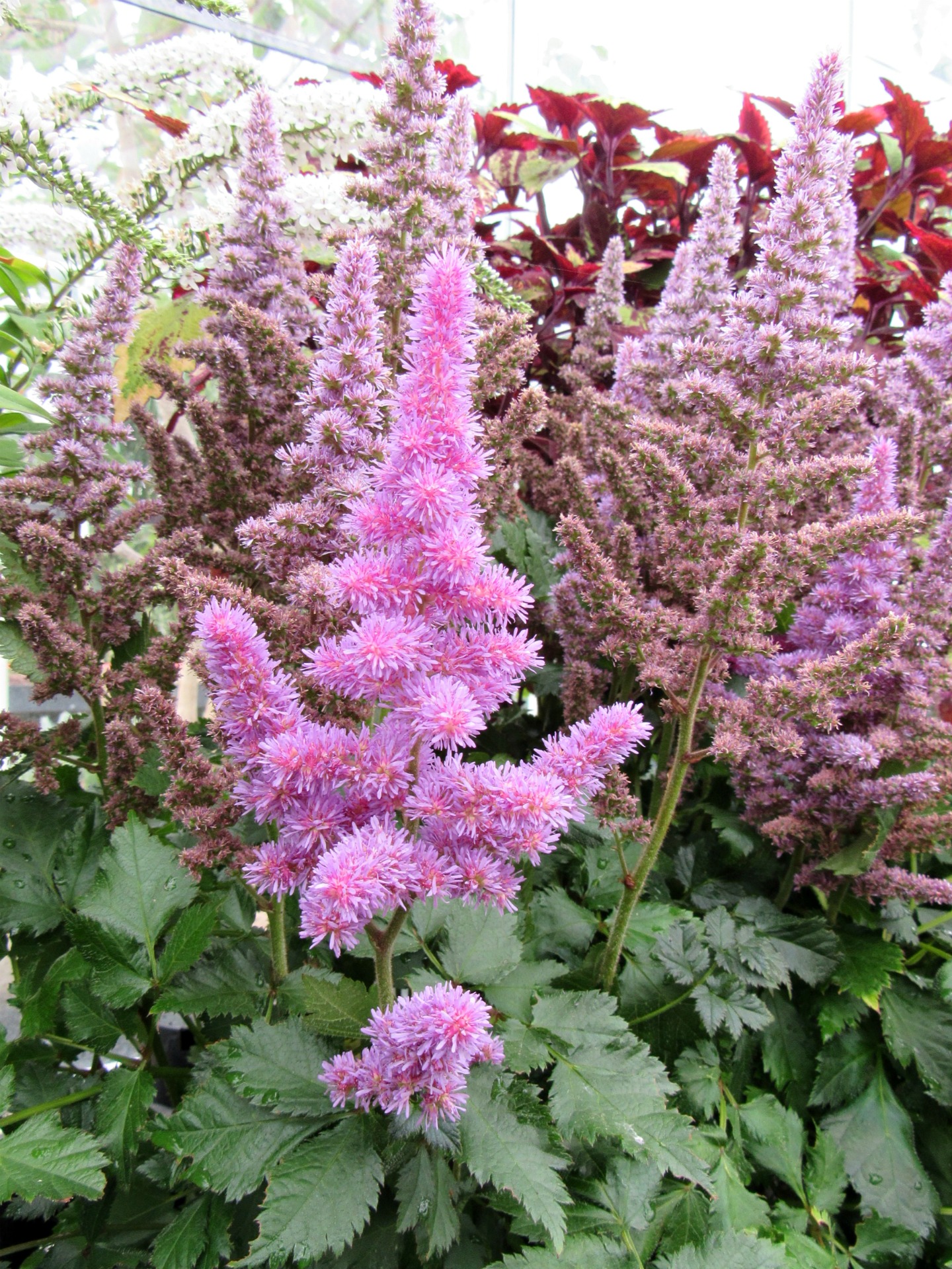 Astilbe – Sunnyvale-Garden