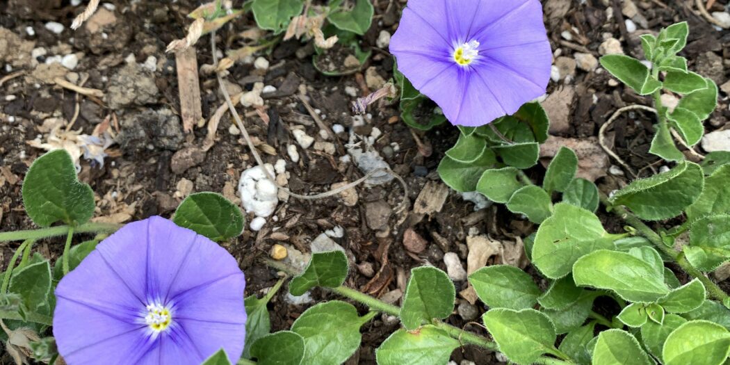 Convolvulus sabatius – Sunnyvale-Garden