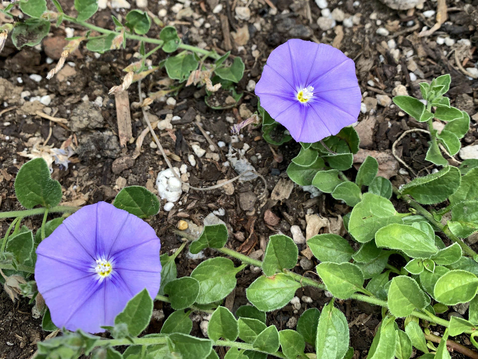 Convolvulus sabatius – Sunnyvale-Garden