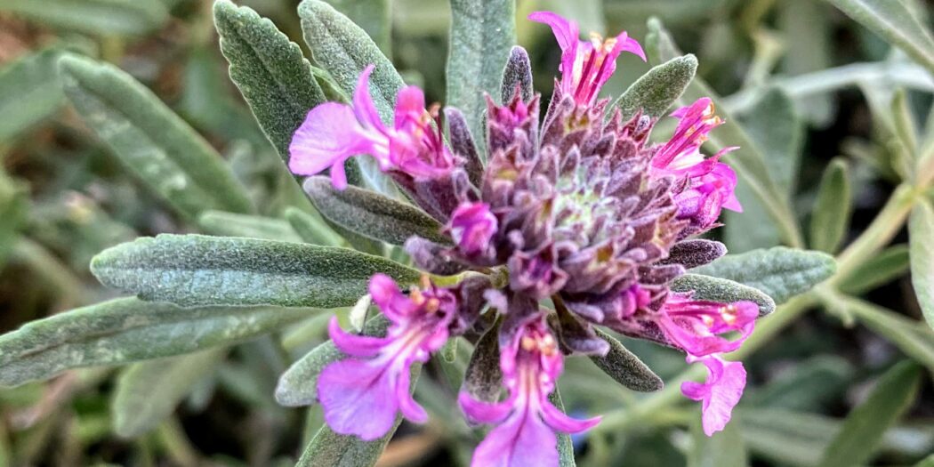 Teucrium aroanium – Sunnyvale-Garden