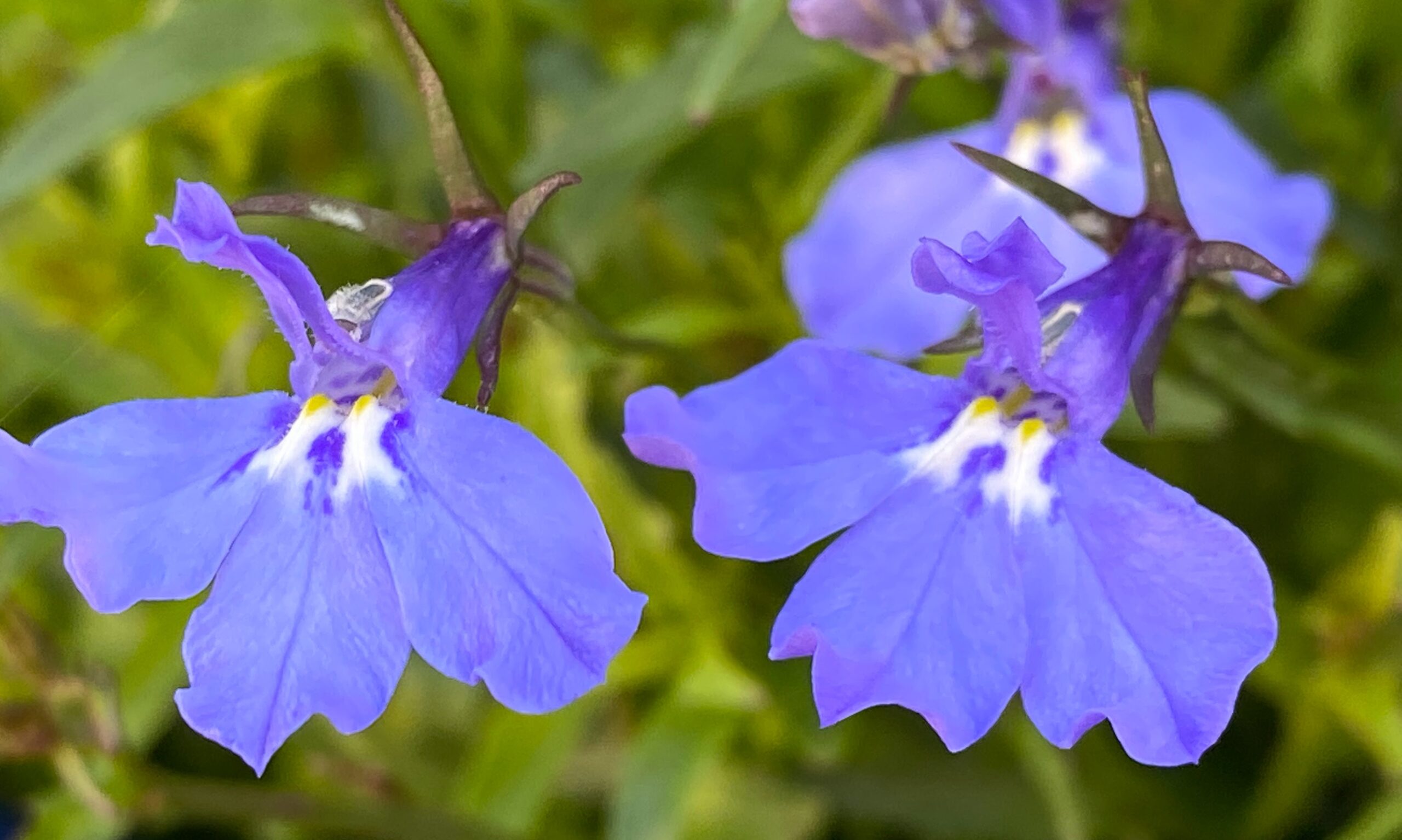 Lobelia erinus “Fountain Blue” – Sunnyvale-Garden