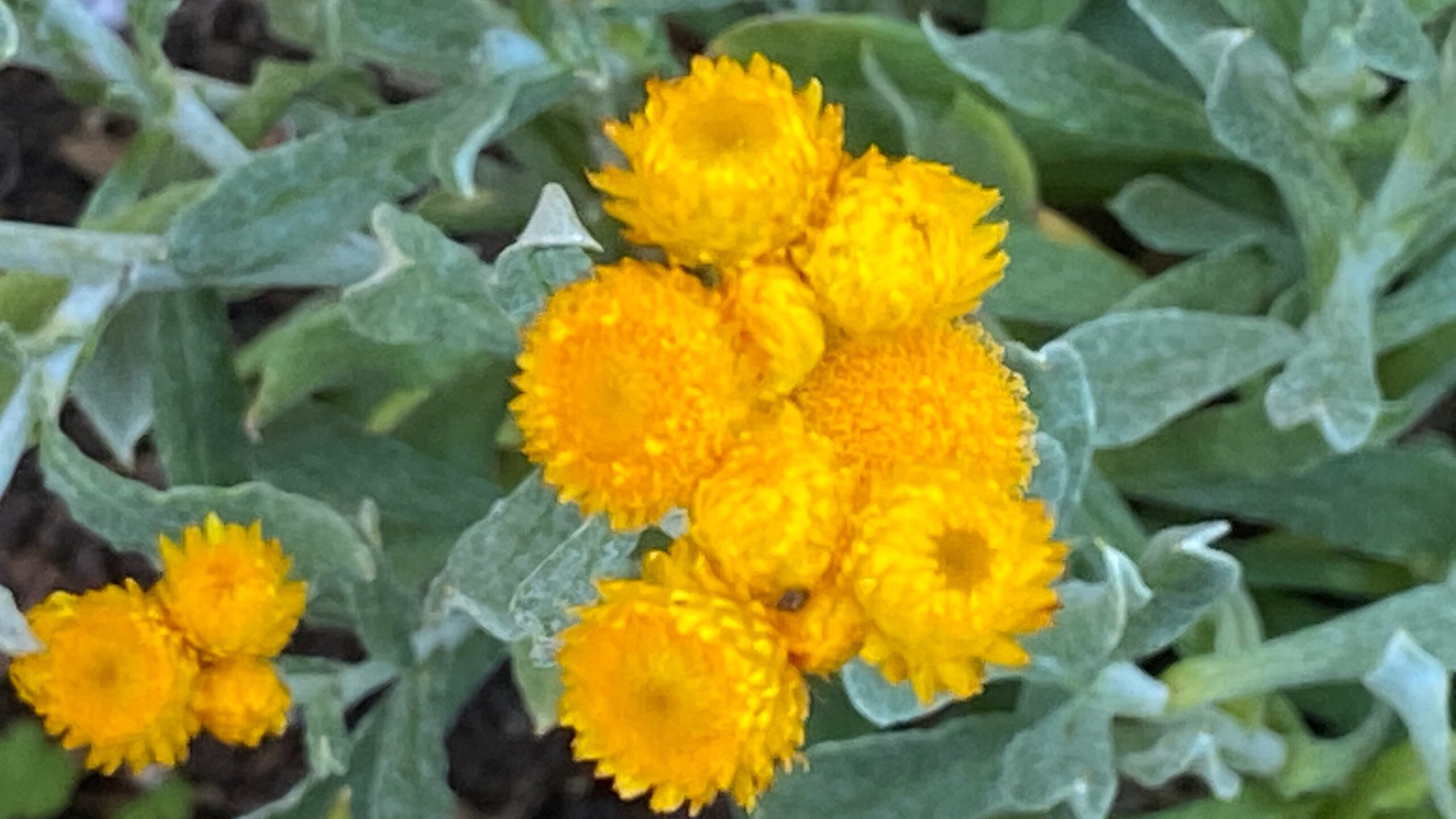Helichrysum argyrophyllum – Sunnyvale-Garden