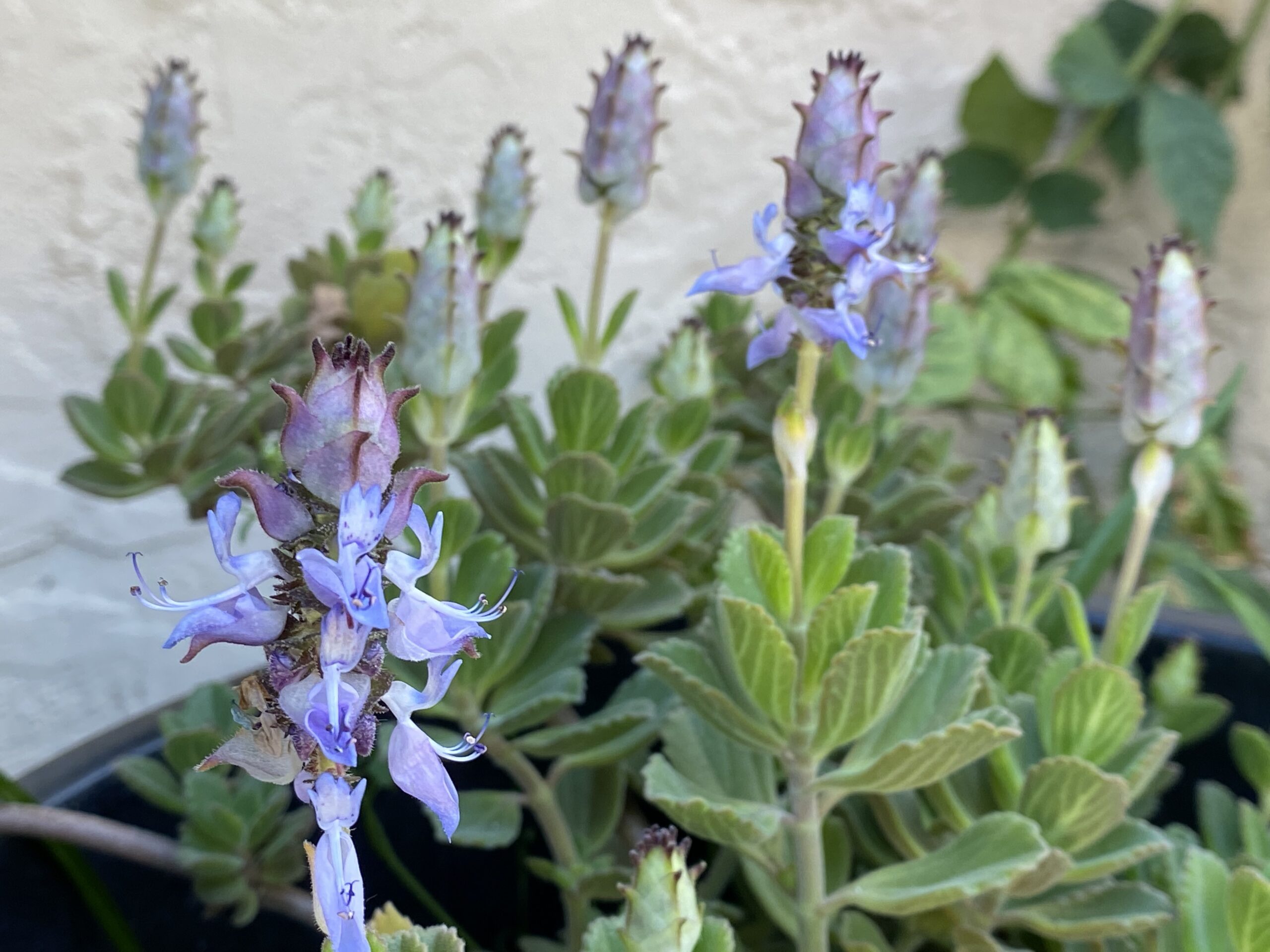 Lobster Flower – Sunnyvale-Garden