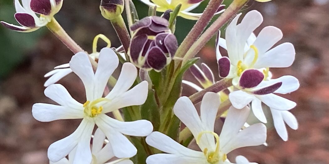 Night Phlox – Midnight Candy – Sunnyvale-Garden