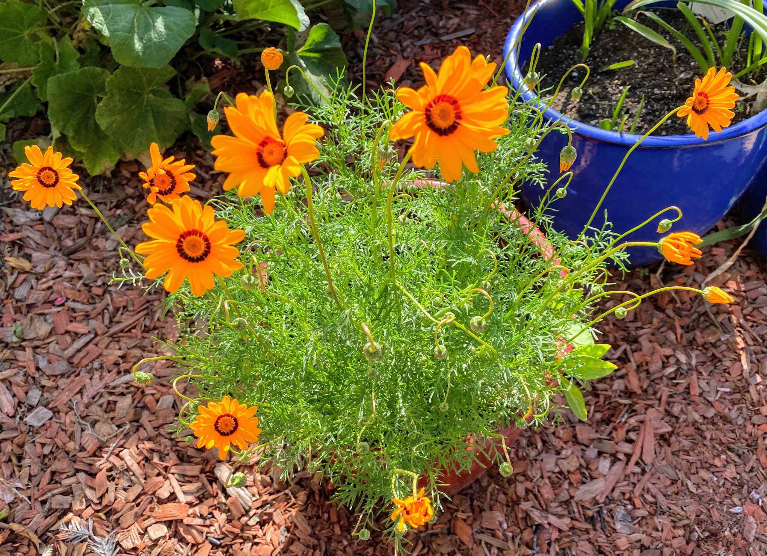 Ursinia anthemoides “Solar Fire” – Sunnyvale-Garden