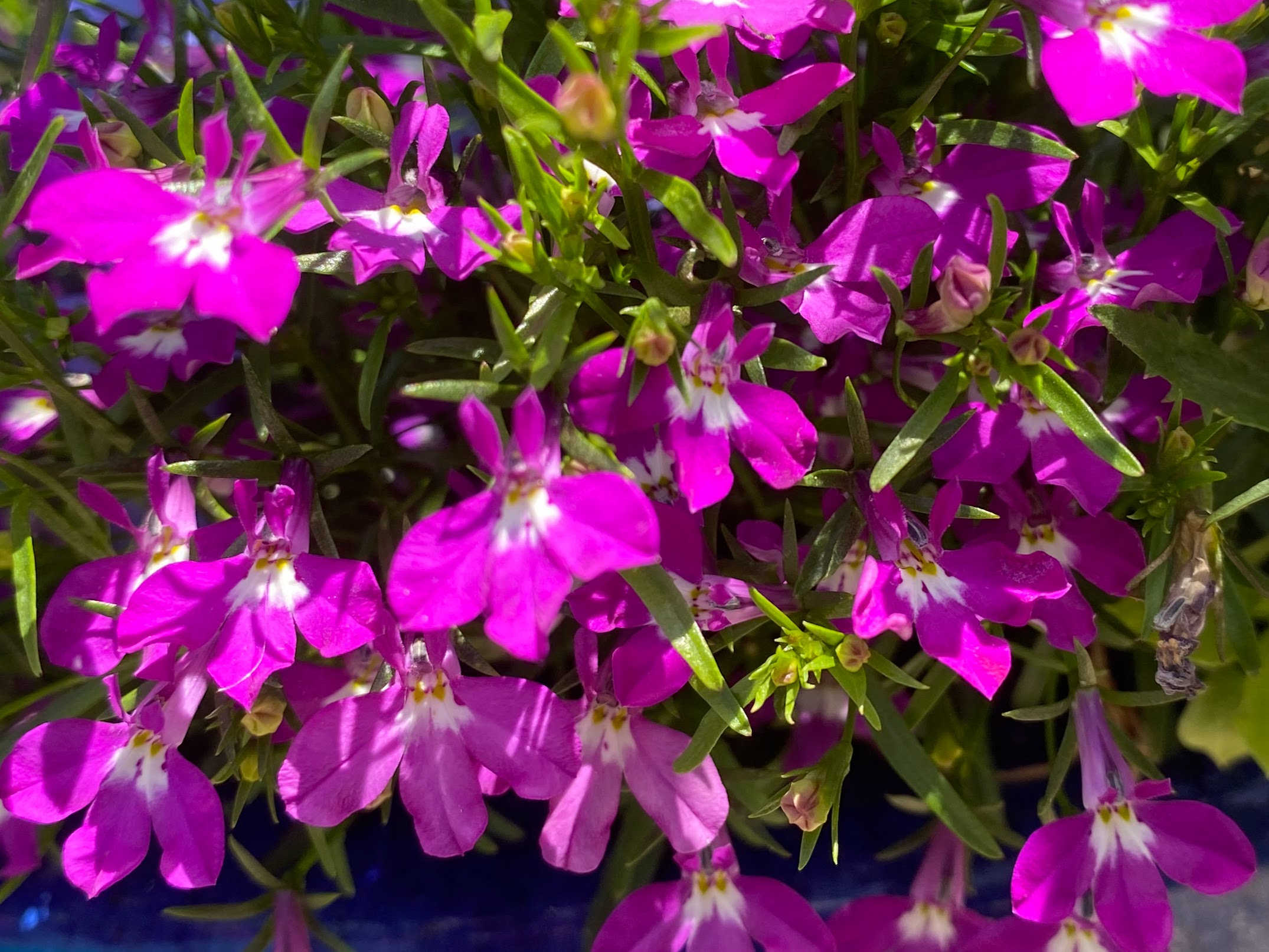 Lobelia erinus “Fountain Rose” – Sunnyvale-Garden