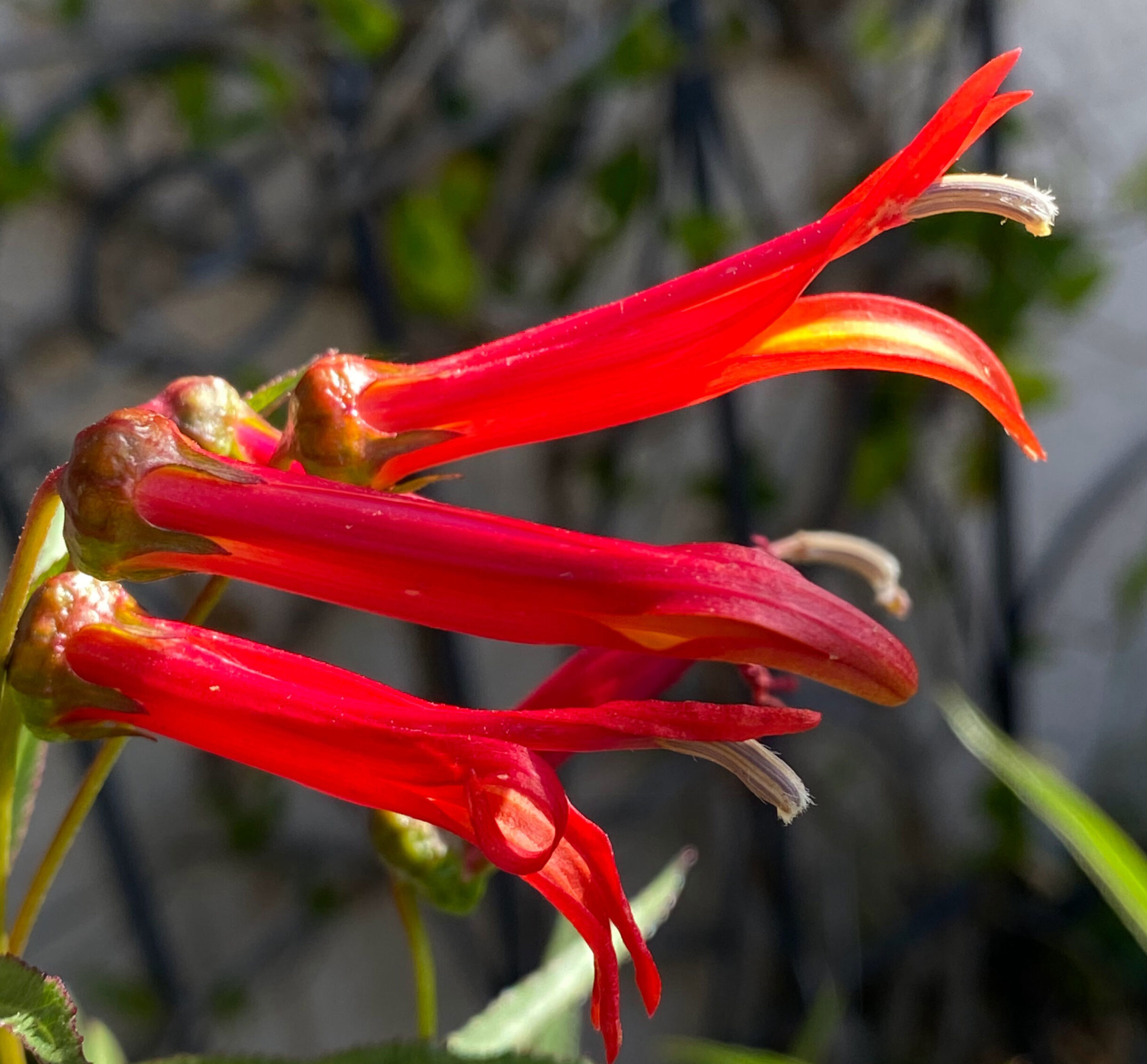 Lobelia aguana – Sunnyvale-Garden