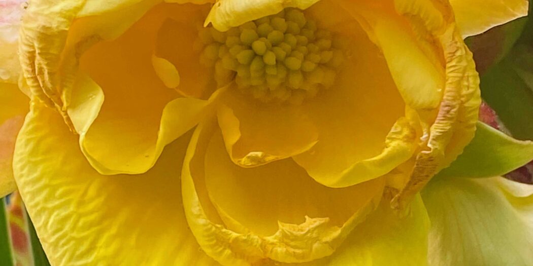 Begonia ‘Picotee Sunburst’ – Sunnyvale-Garden