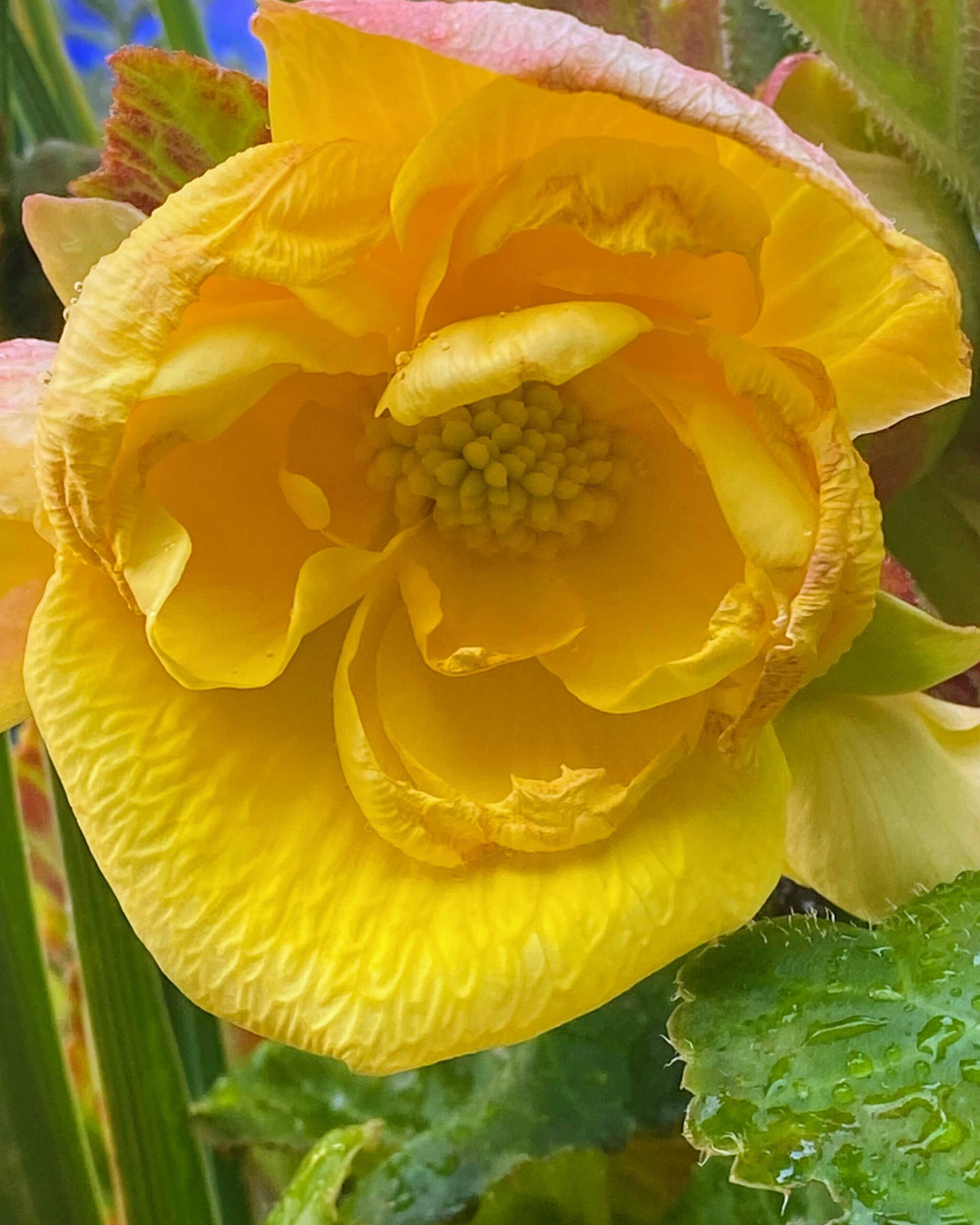 Begonia ‘Picotee Sunburst’ – Sunnyvale-Garden