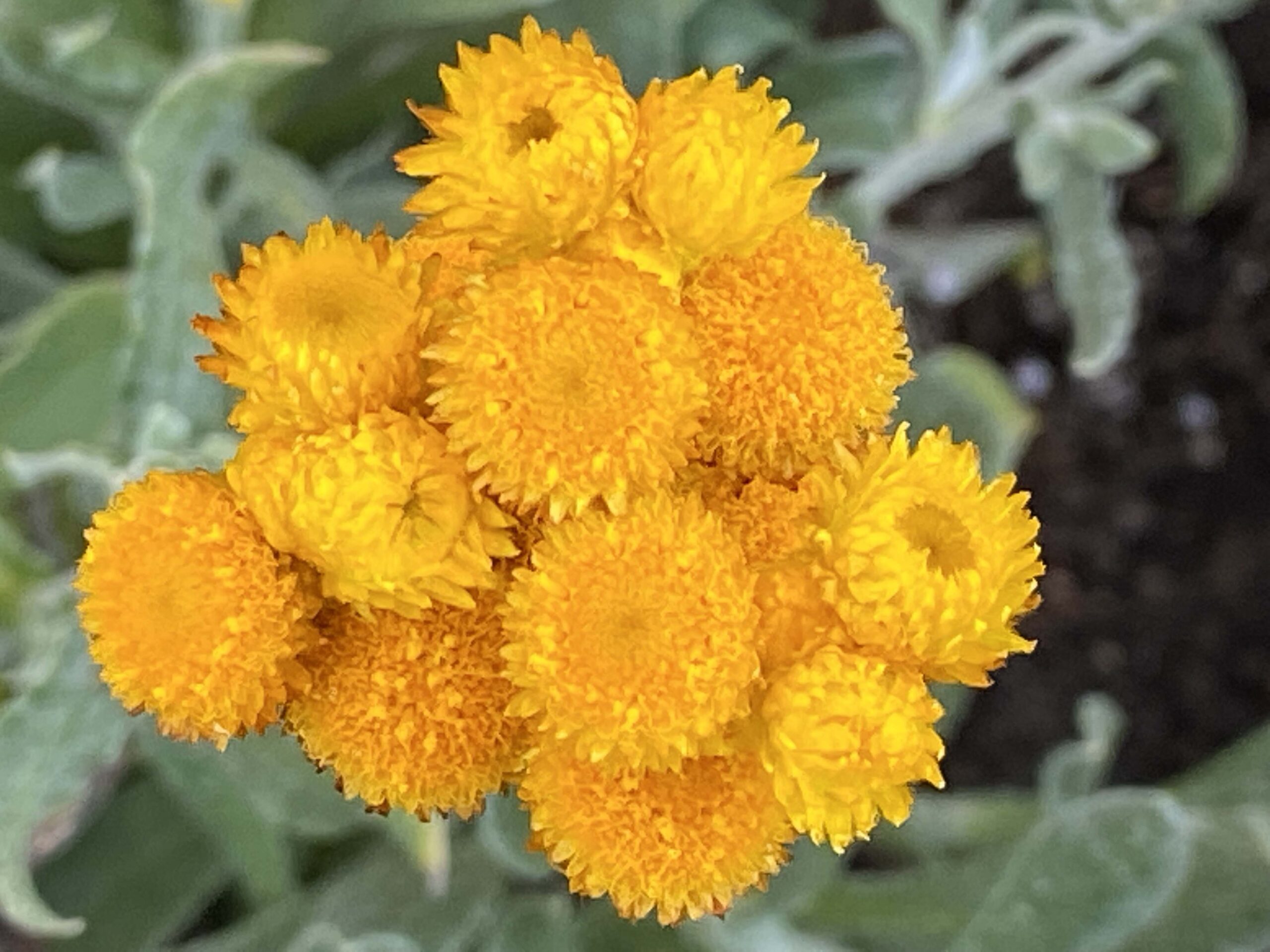 Helichrysum argyrophyllum – Sunnyvale-Garden