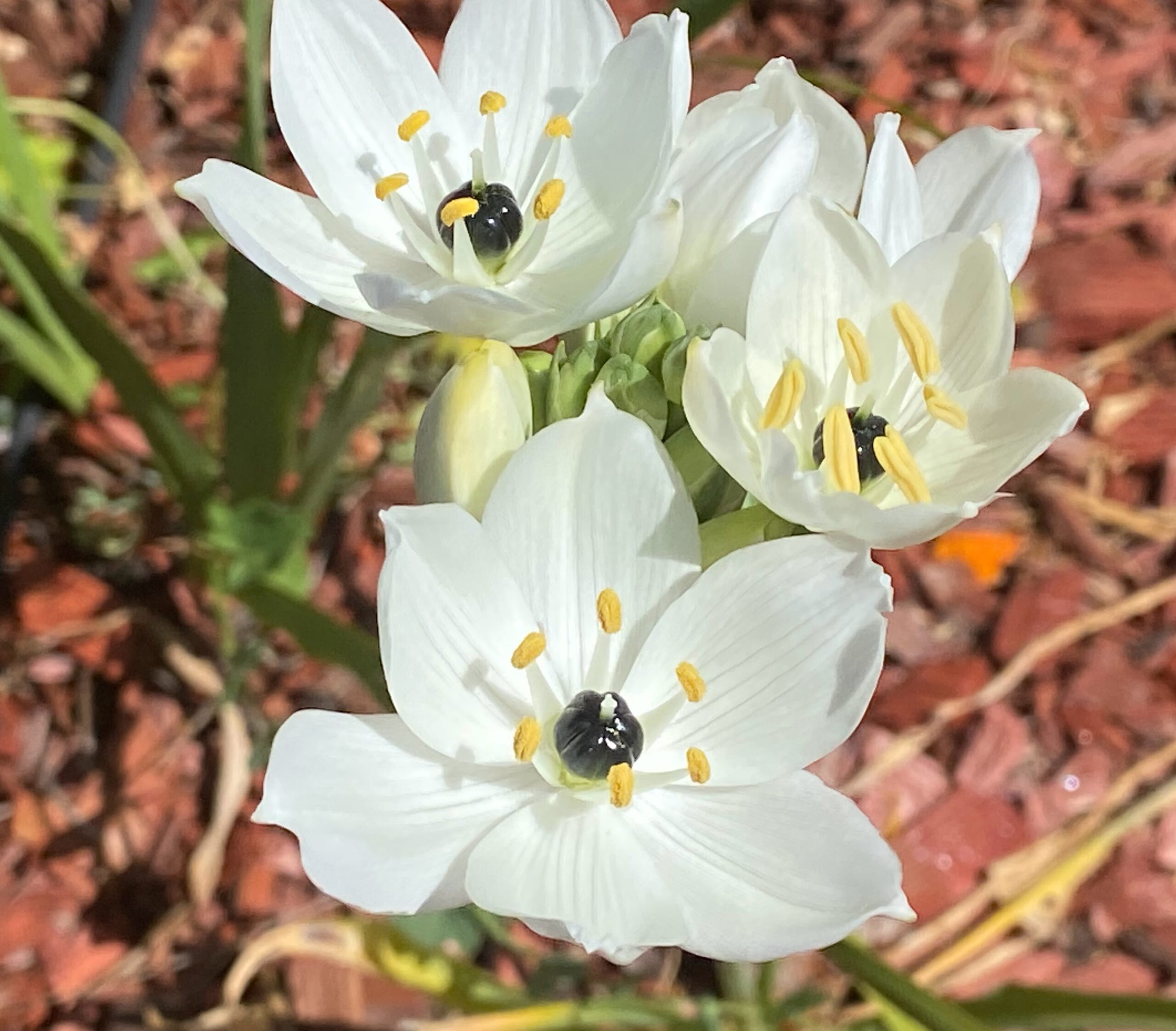 White Star Flower – Sunnyvale-Garden