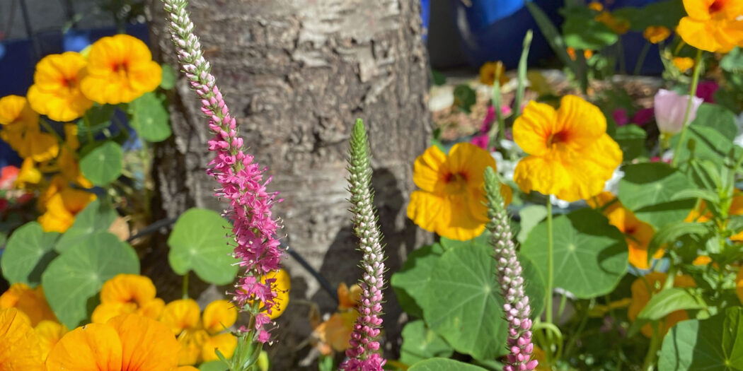 Veronica “Perfectly Picasso” – Sunnyvale-Garden