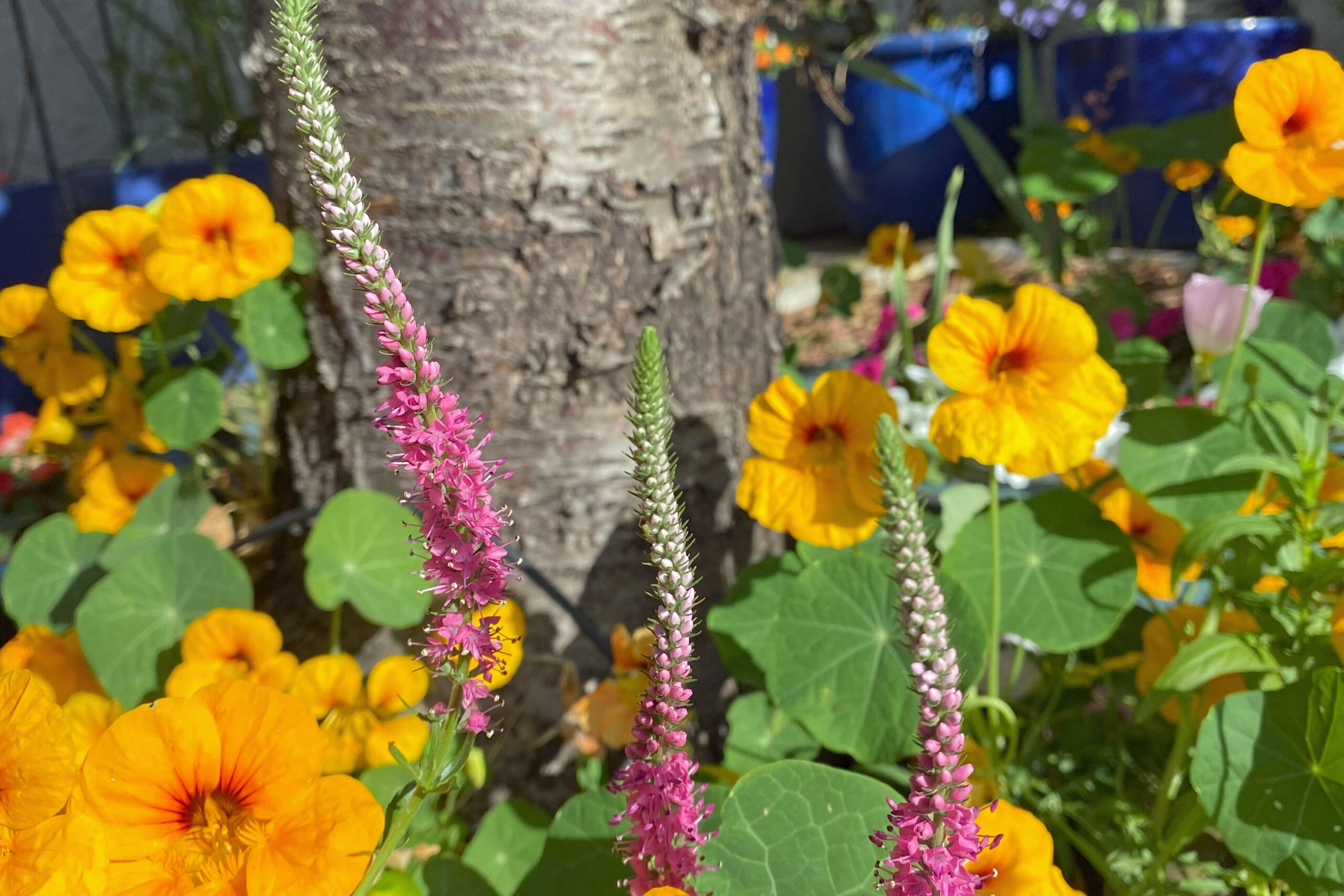 Veronica “Perfectly Picasso” – Sunnyvale-Garden