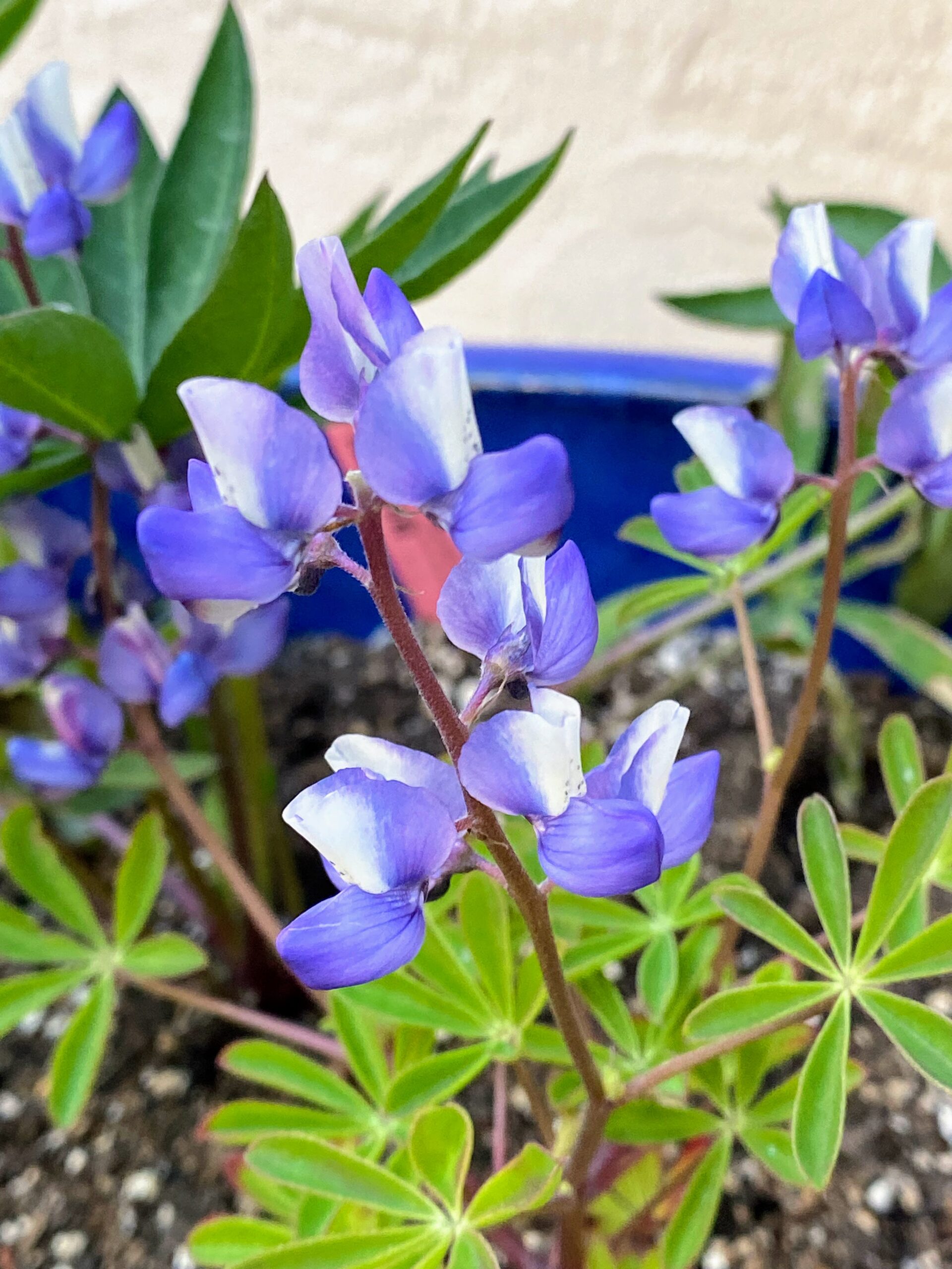 Lupinus succulentus “Arroyo Lupine” – Sunnyvale-Garden