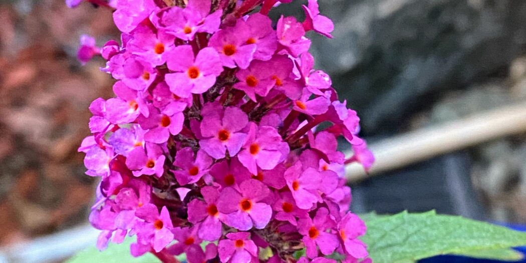 Buddleja davidii ‘Hot Raspberry – Sunnyvale-Garden