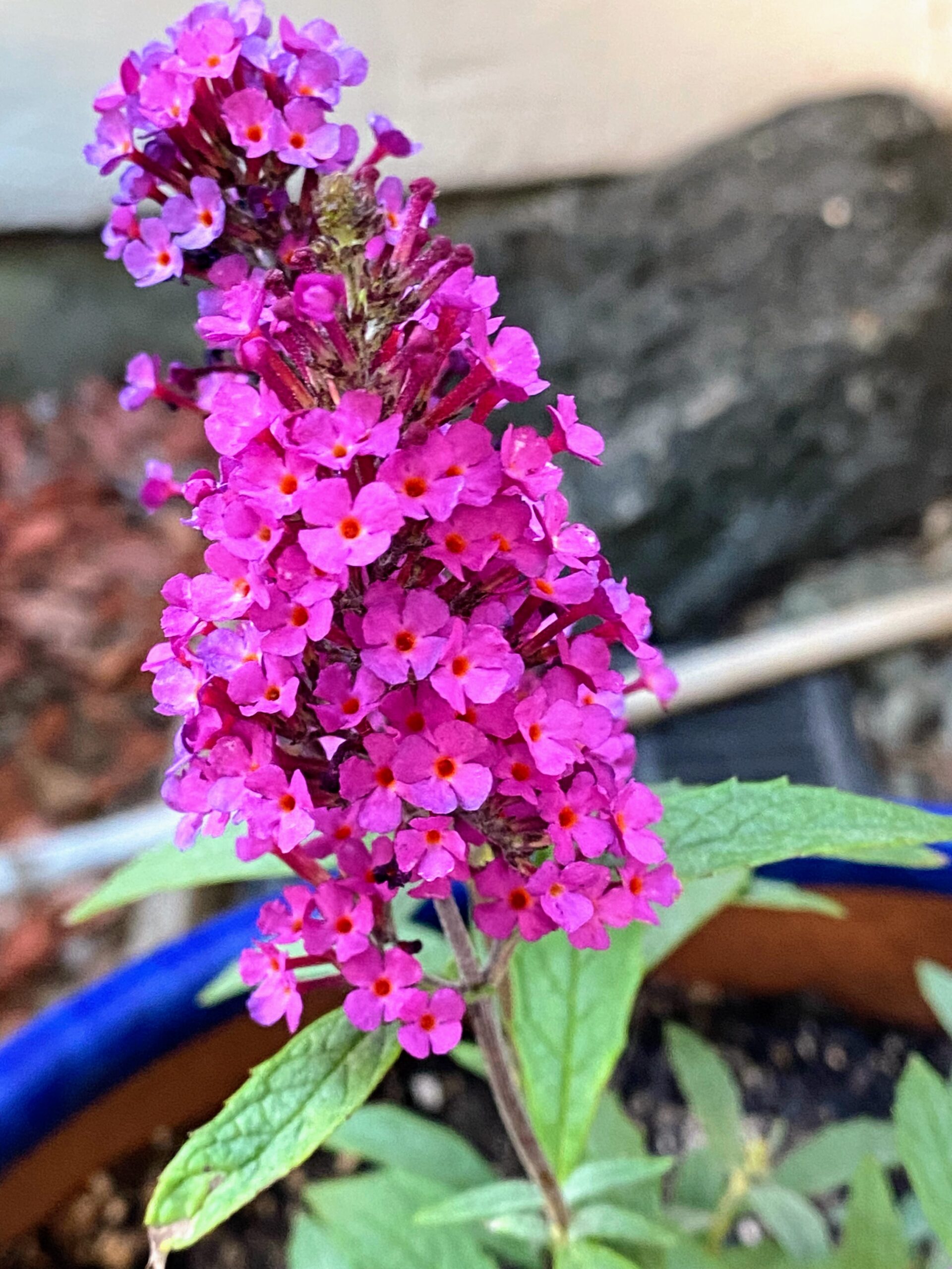 Buddleja davidii ‘Hot Raspberry – Sunnyvale-Garden