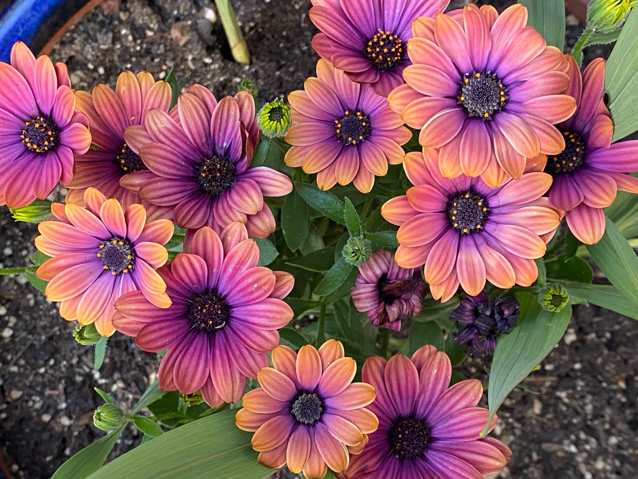 Osteospermum ‘Zion Copper Amethyst’ – Sunnyvale-Garden