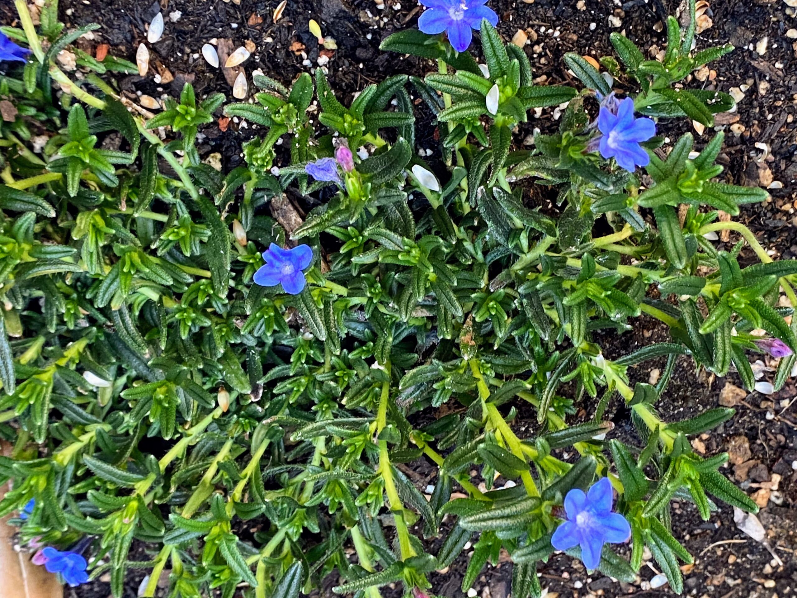 Lithodora diffusa ‘Grace Ward’ – Sunnyvale-Garden