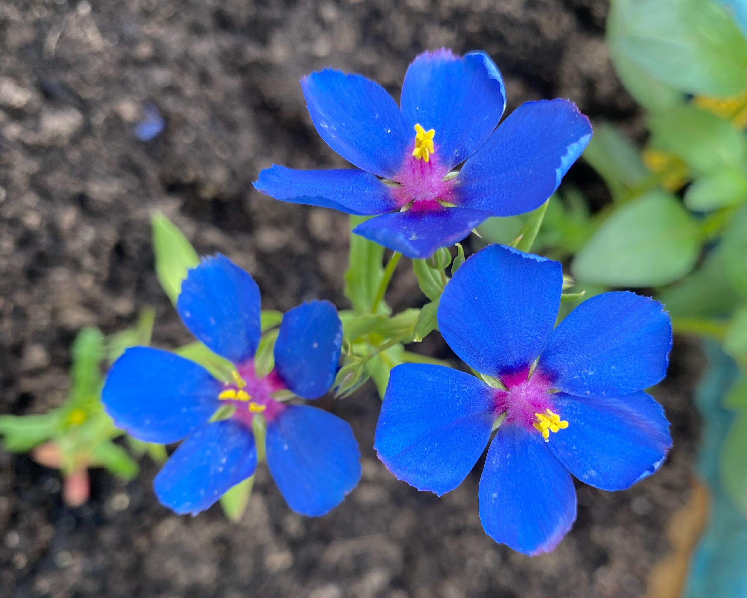 Anagallis monellii “Blue Pimpernel” – Sunnyvale-Garden