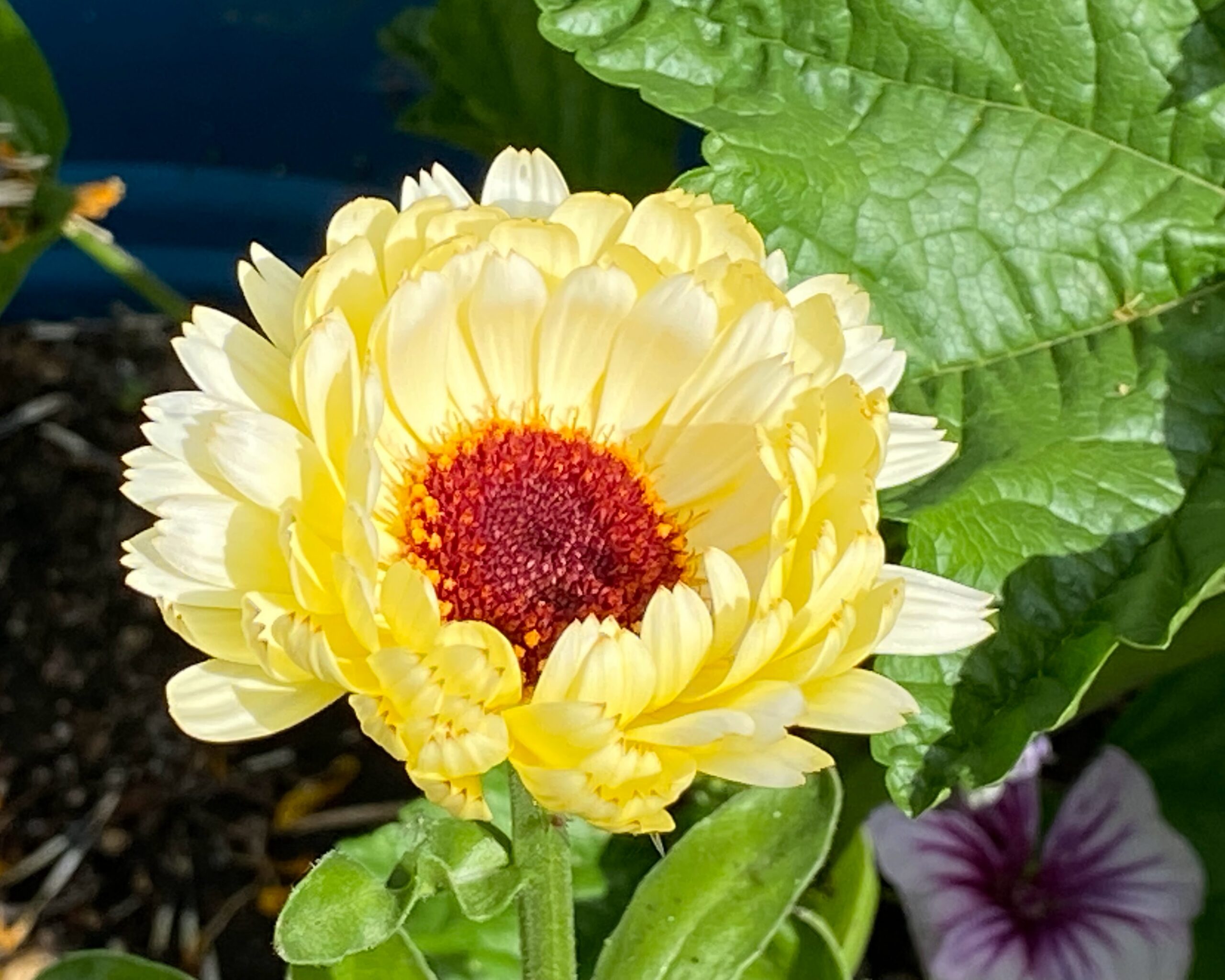 Calendula officinalis ‘Snow Princess’ – Sunnyvale-Garden
