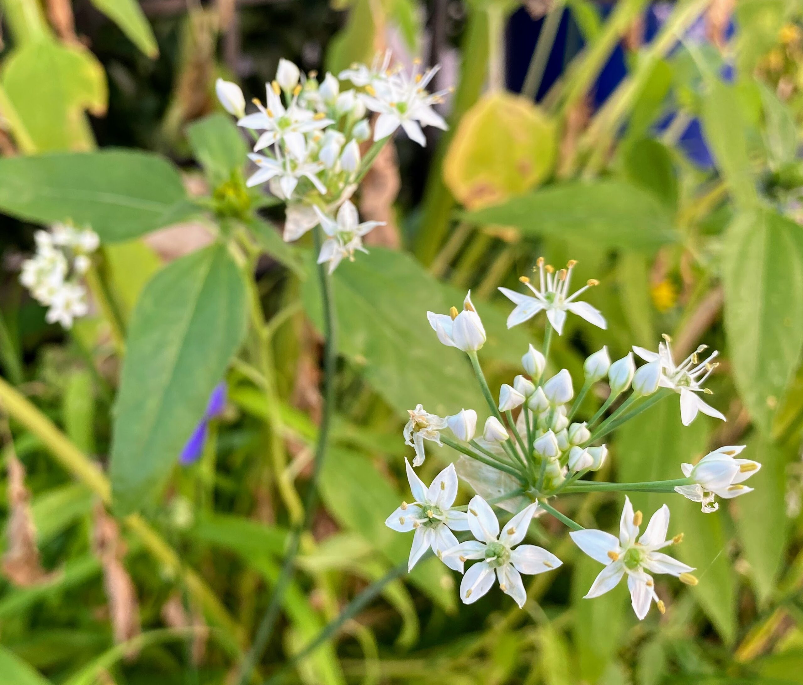 Allium – Sunnyvale-Garden