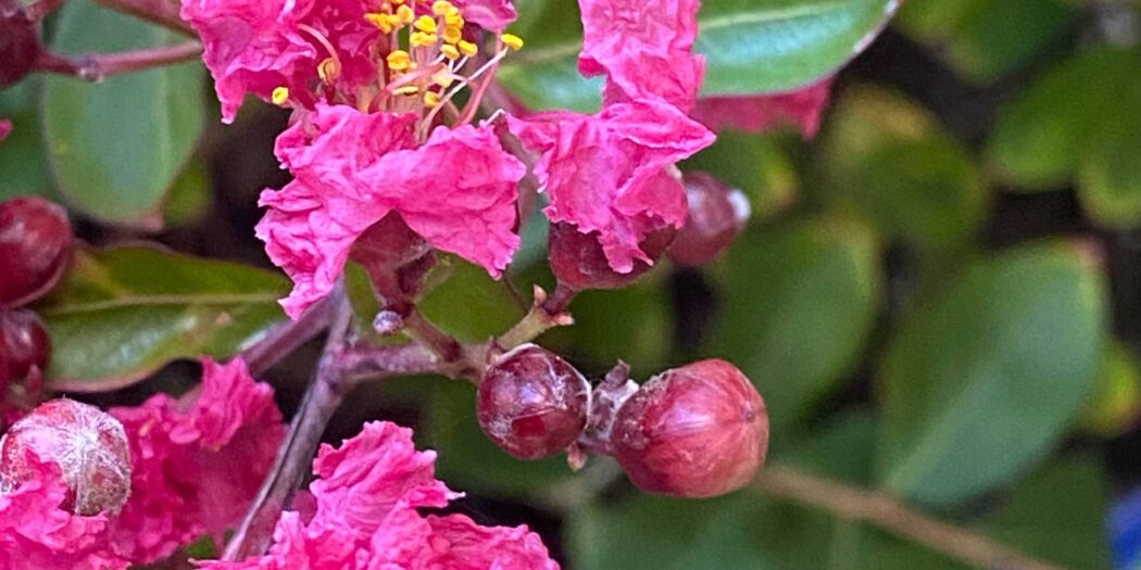 Dwarf Crape Myrtle – Sunnyvale-Garden