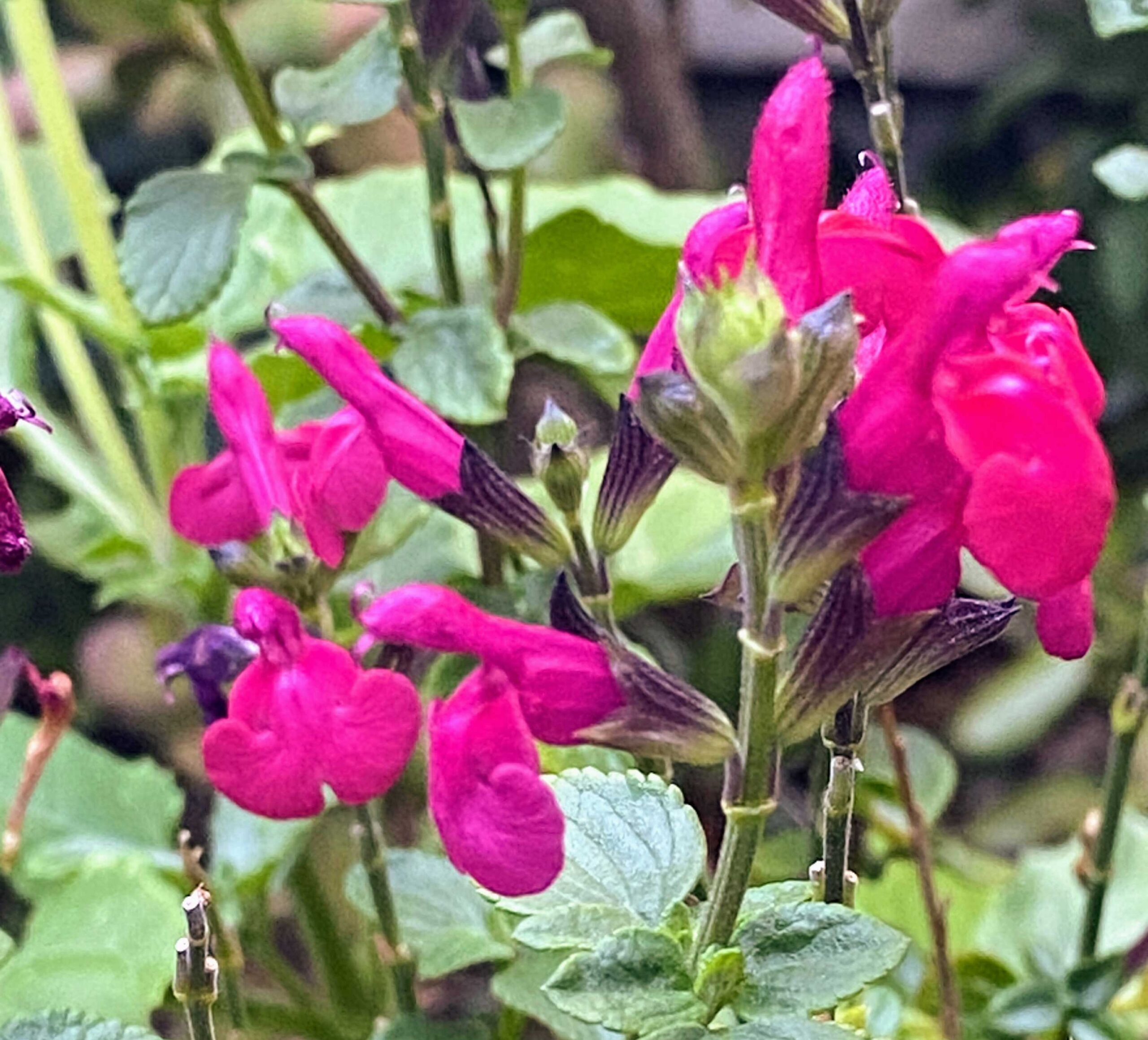 Salvia microphylla ‘Dazzler’ – Sunnyvale-Garden