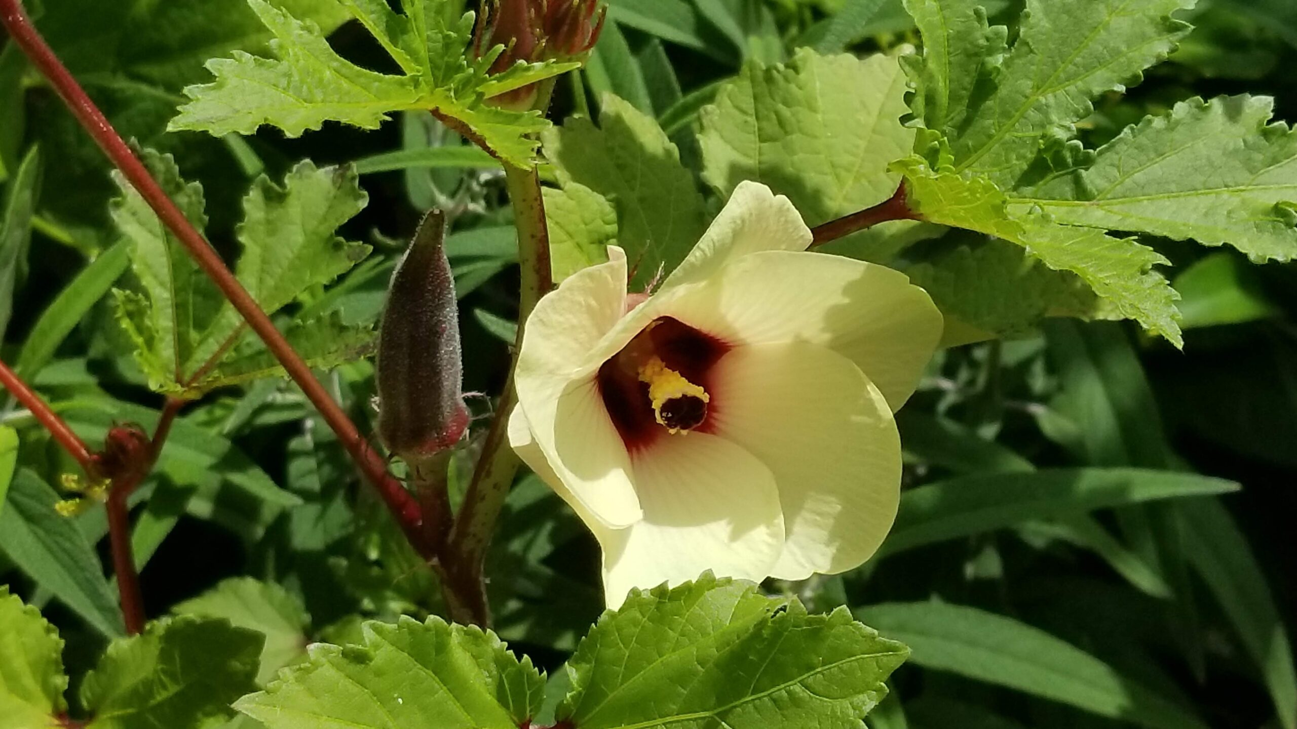 Red Okra – Sunnyvale-Garden