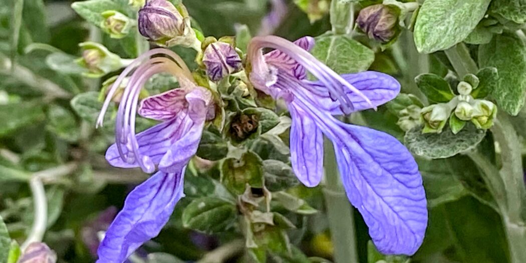 Teucrium fruticans azureum – Sunnyvale-Garden