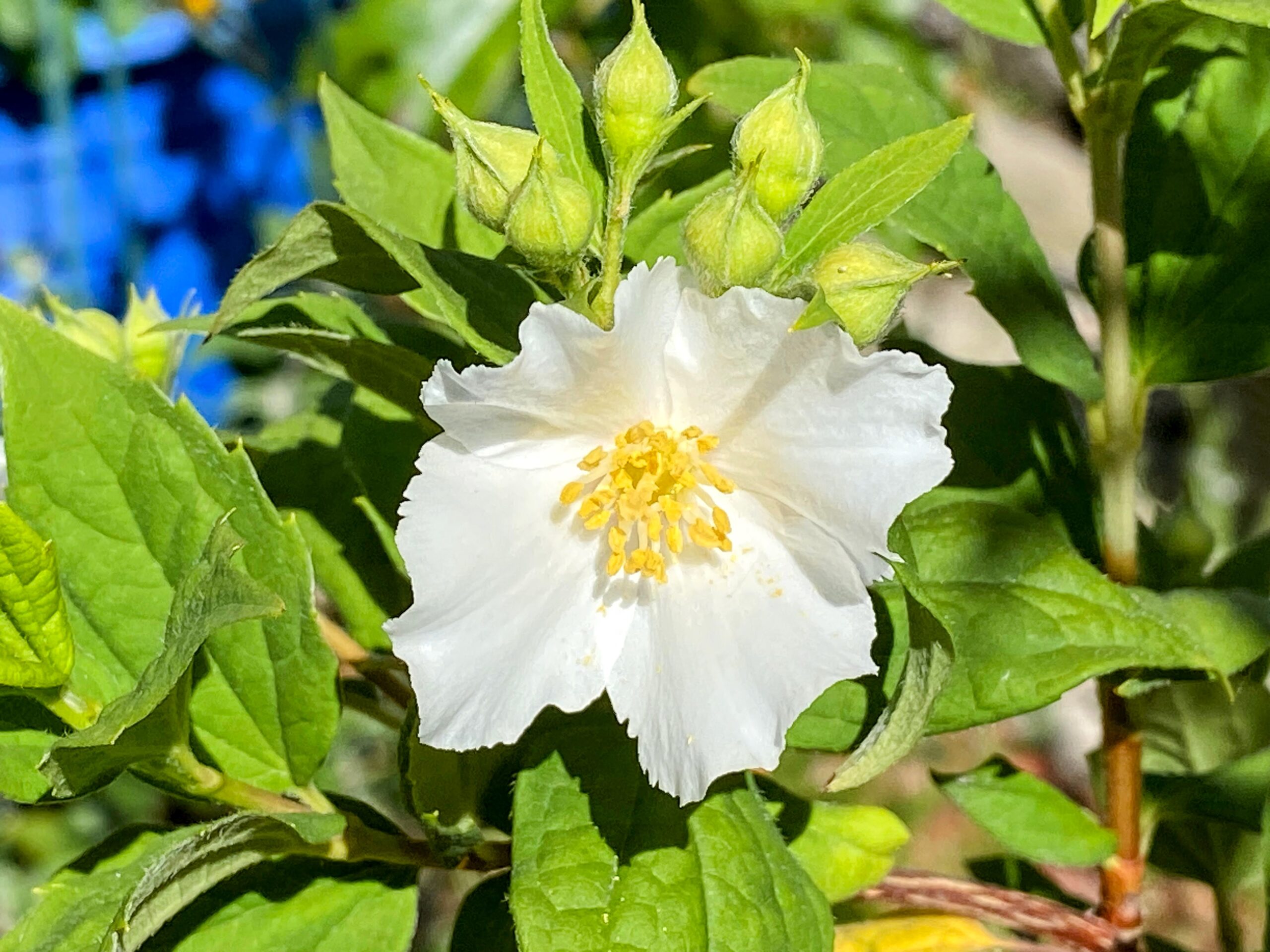 Mock Orange – Sunnyvale-Garden